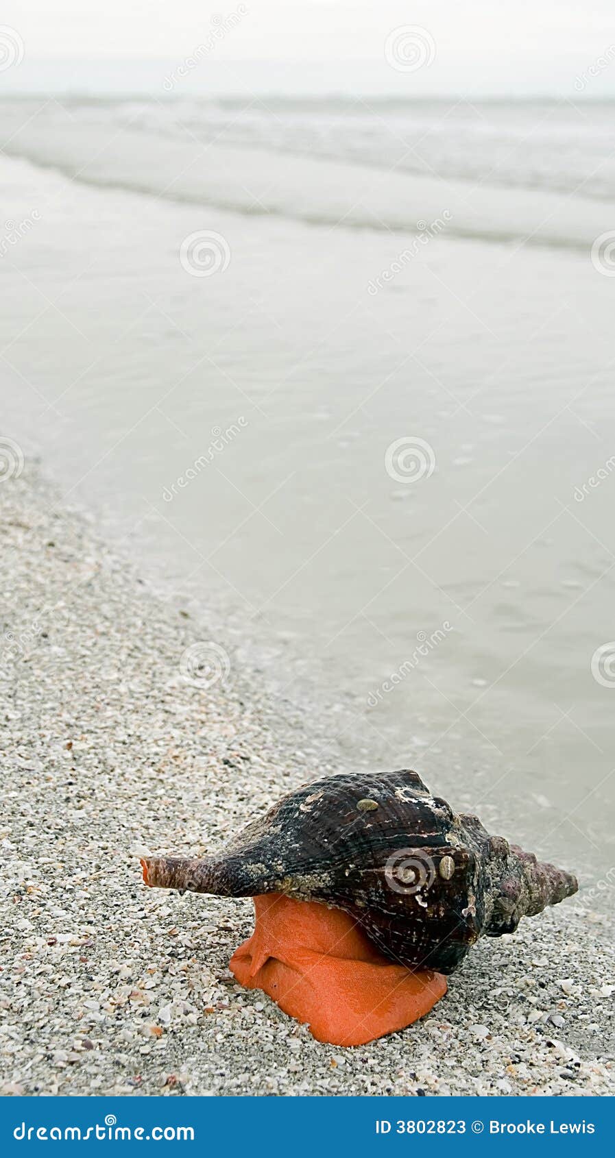 Whelk Snail stock image. Image of coral, pink, shells - 3802823