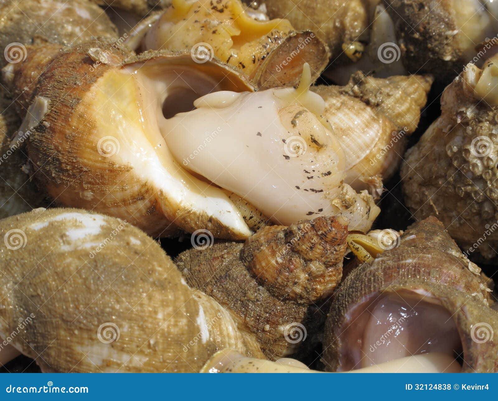 Whelks Anyone stock photo. Image of conch, closeup, biology - 32124838