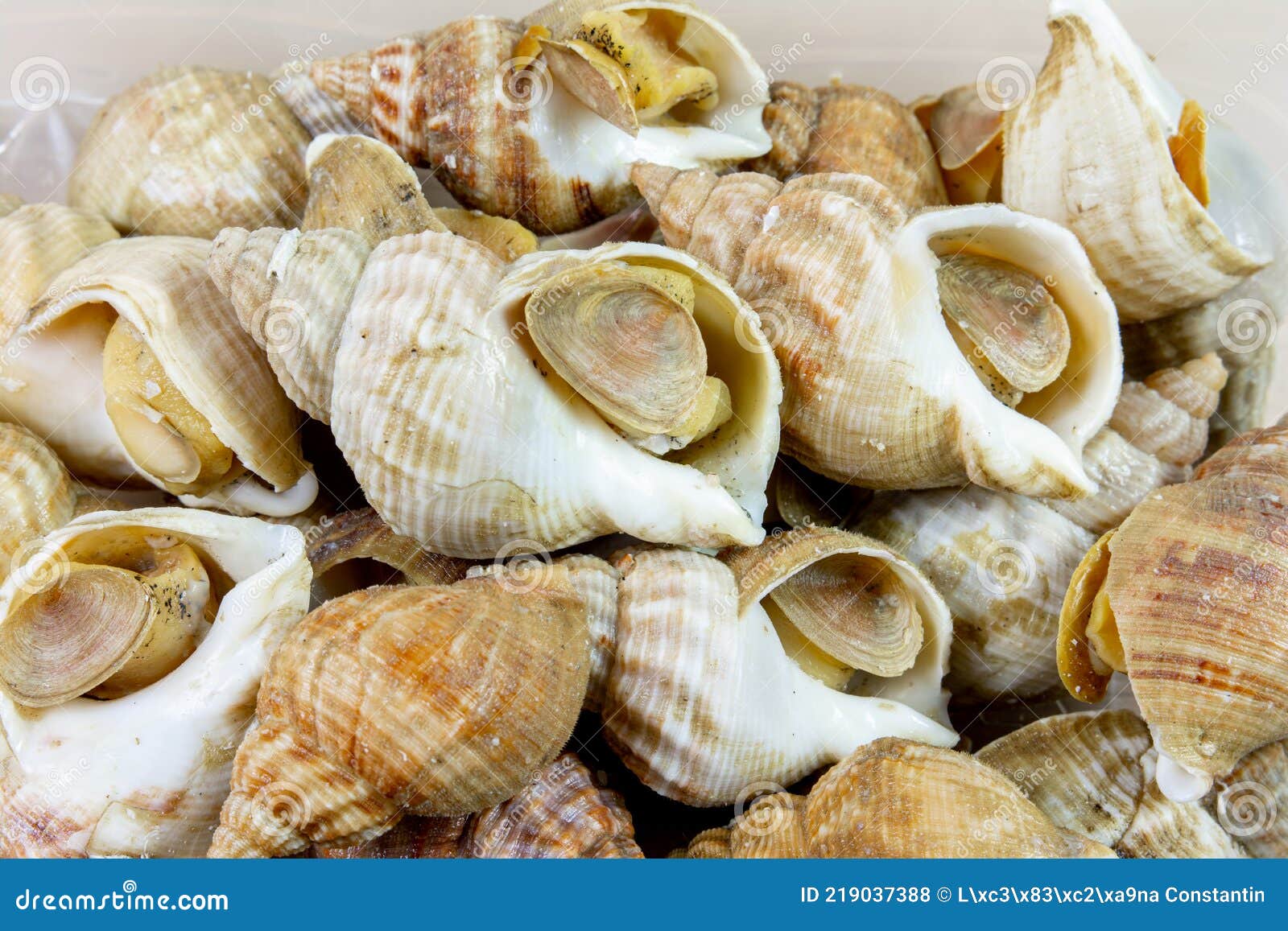 Whelks close-up stock photo. Image of fishing, whelks - 219037388