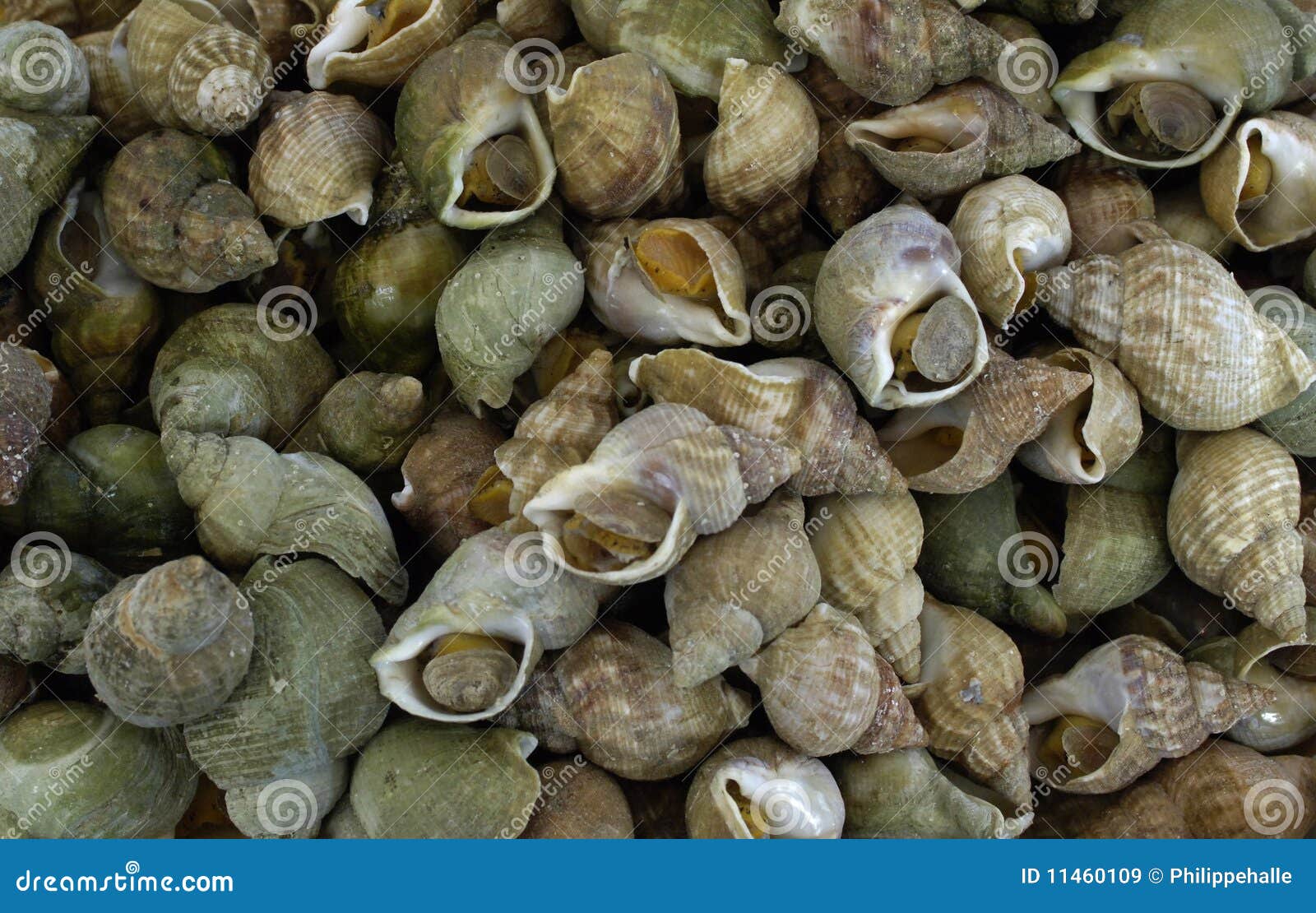 Whelks at the market stock image. Image of mollusks, gastropod - 11460109