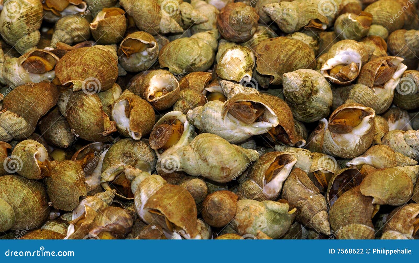 Whelks at the market stock photo. Image of natural, snails - 7568622
