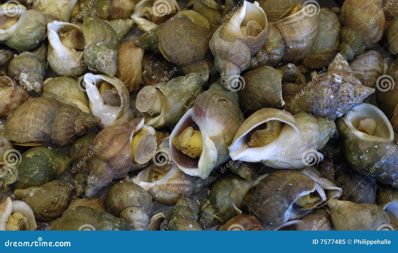 Whelks at the market stock image. Image of natural, whelk - 7577485