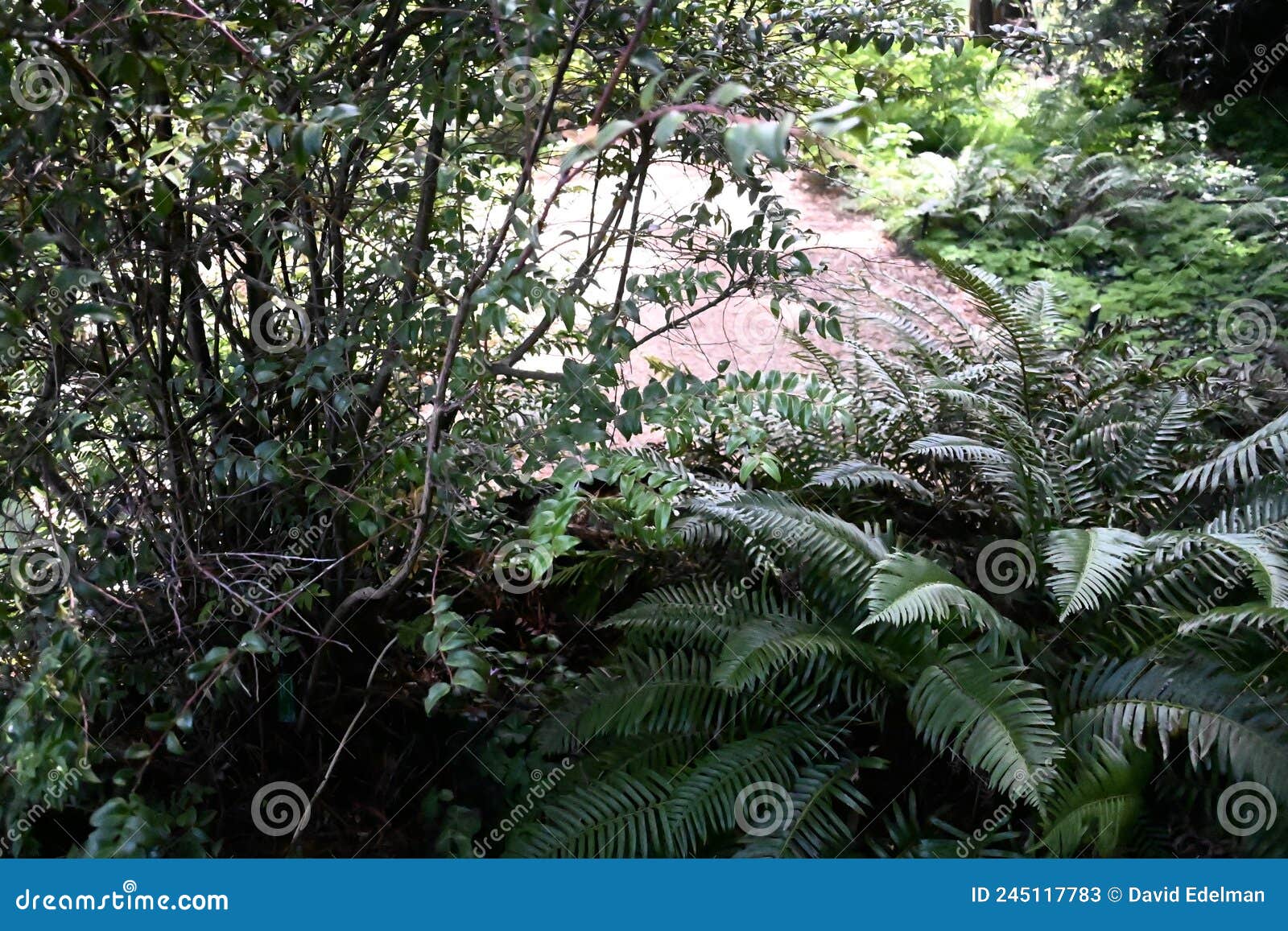 Nurse Stump, Natural Garden in Miniature, 3. Stock Image - Image of ...