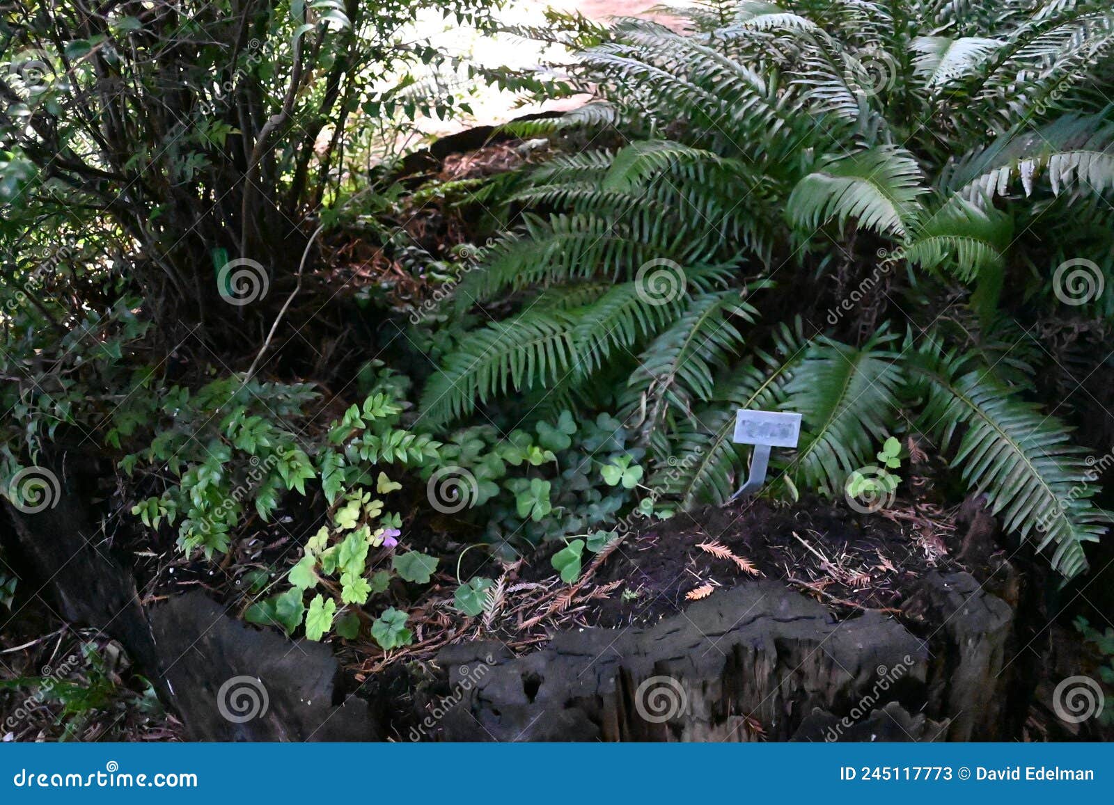 Nurse Stump, Natural Garden in Miniature, 6. Stock Image - Image of ...