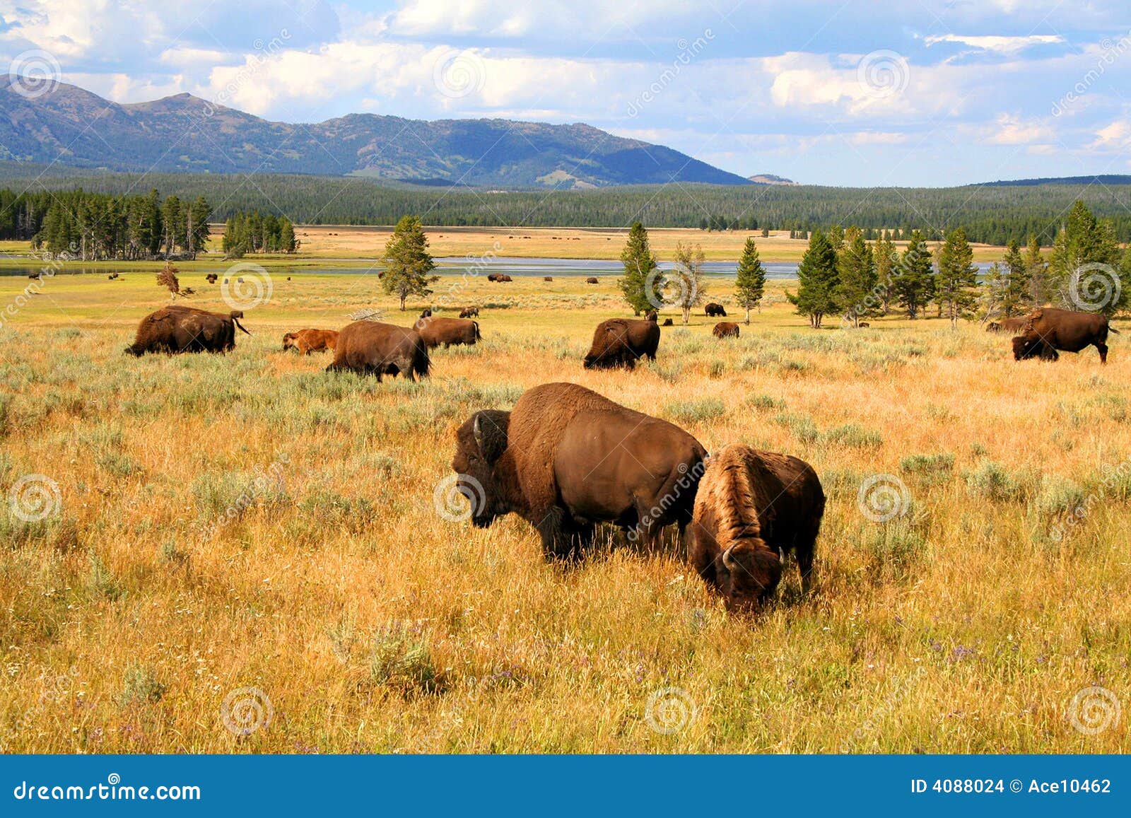 Where the Buffalo Roam stock photo. Image of yellowstone - 4088024