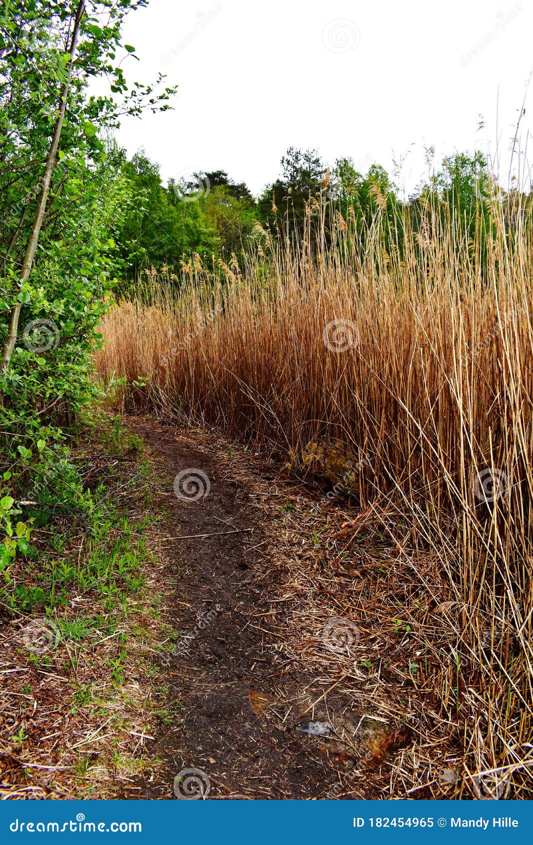 Where Does the Path Lead To ...??? Stock Image - Image of green ...