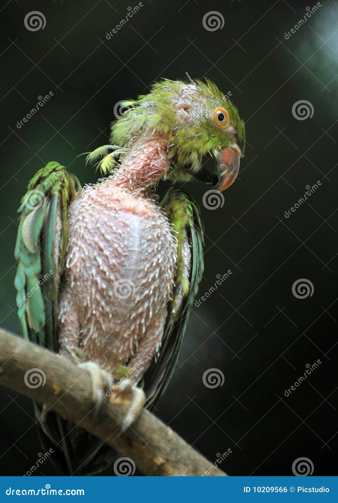 Featherless Parrot