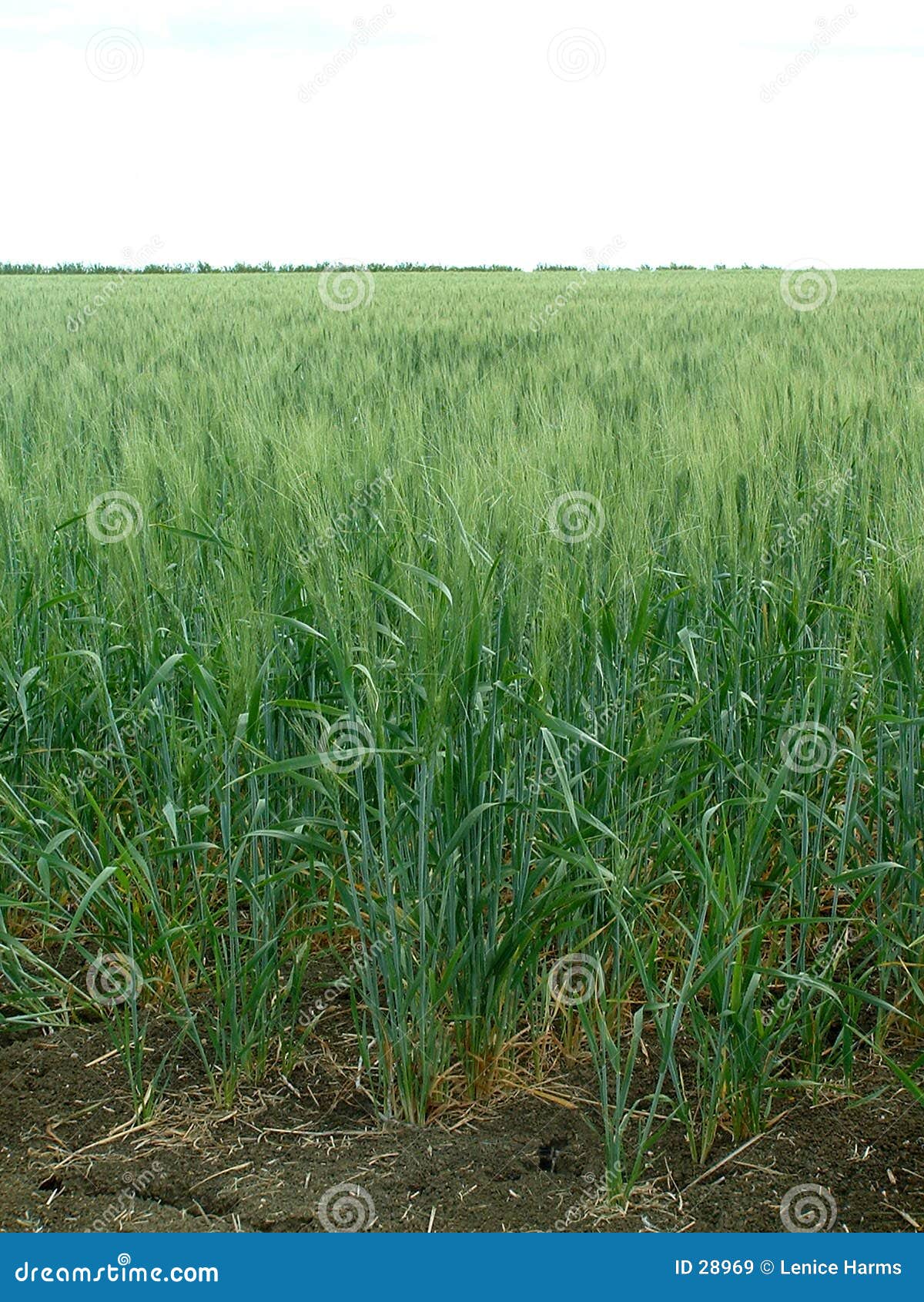 Where pasta comes from stock image. Image of wheat, grow - 28969