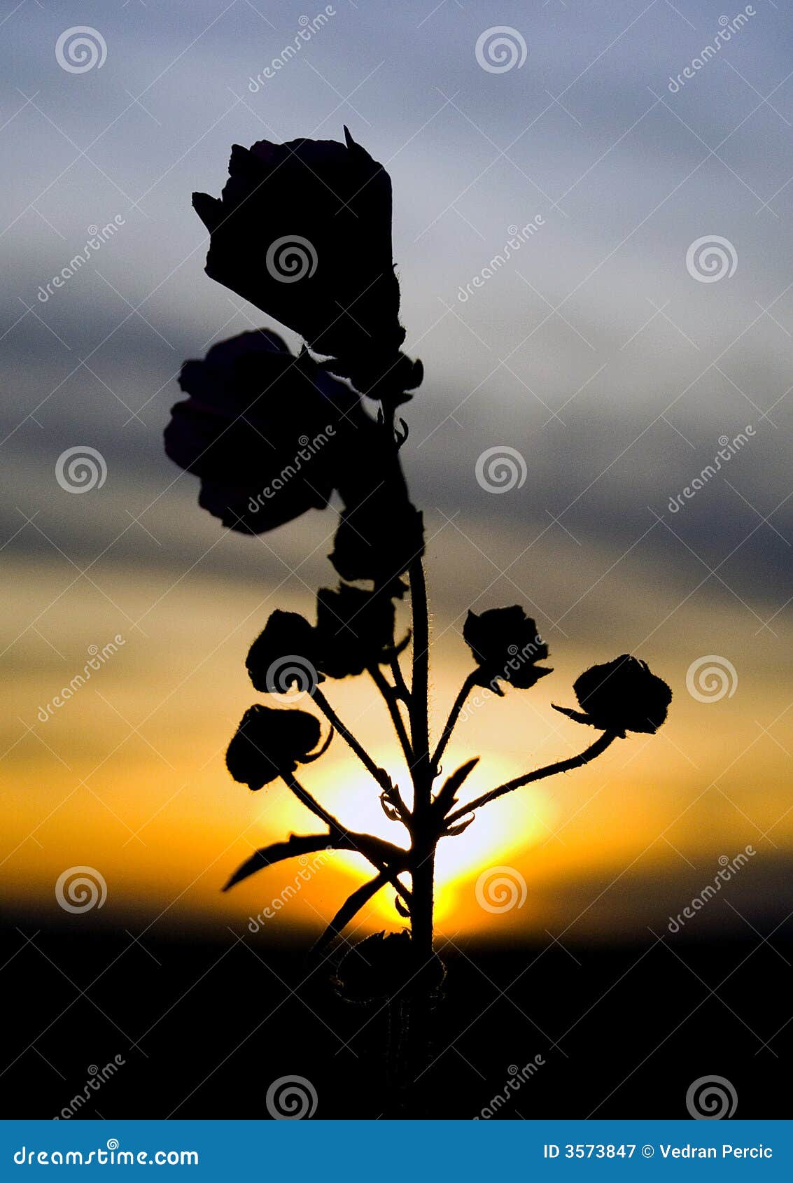 Where the wild Roses go stock image. Image of peace, love - 3573847