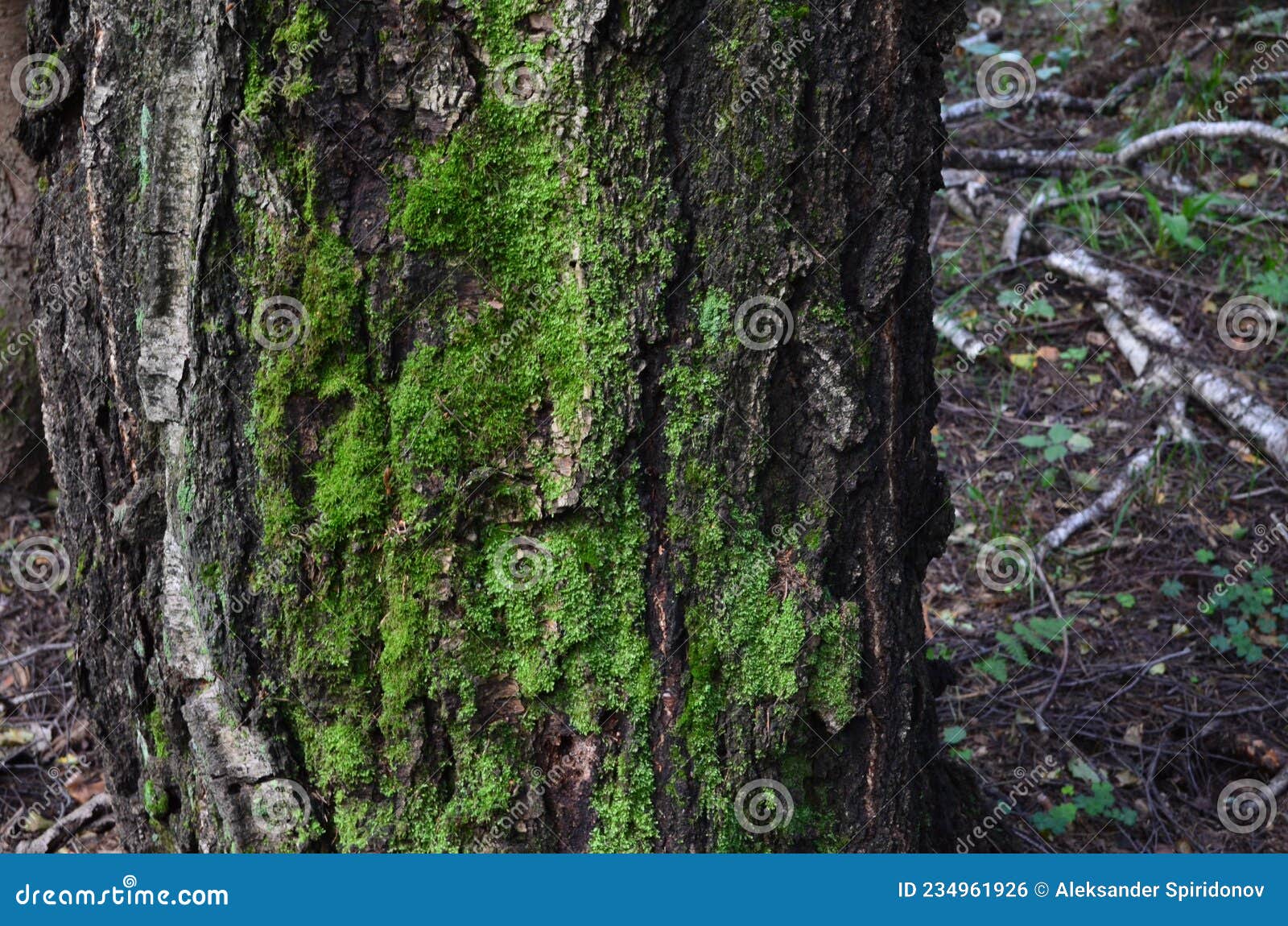 Moss on the Bark of an Old Tree. Stock Photo - Image of soil, plant ...