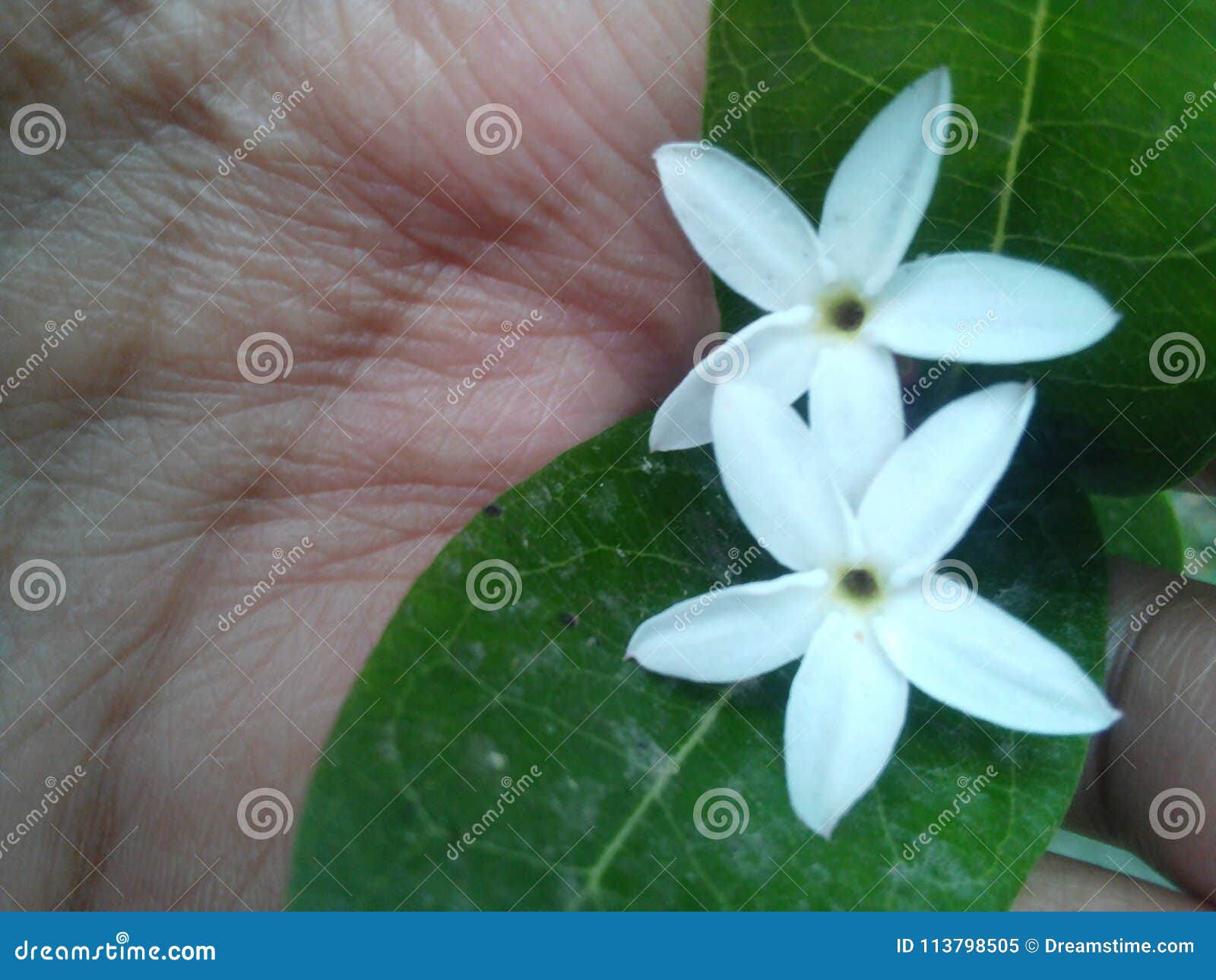 Whiite flower stock image. Image of flower, girls, white - 113798505