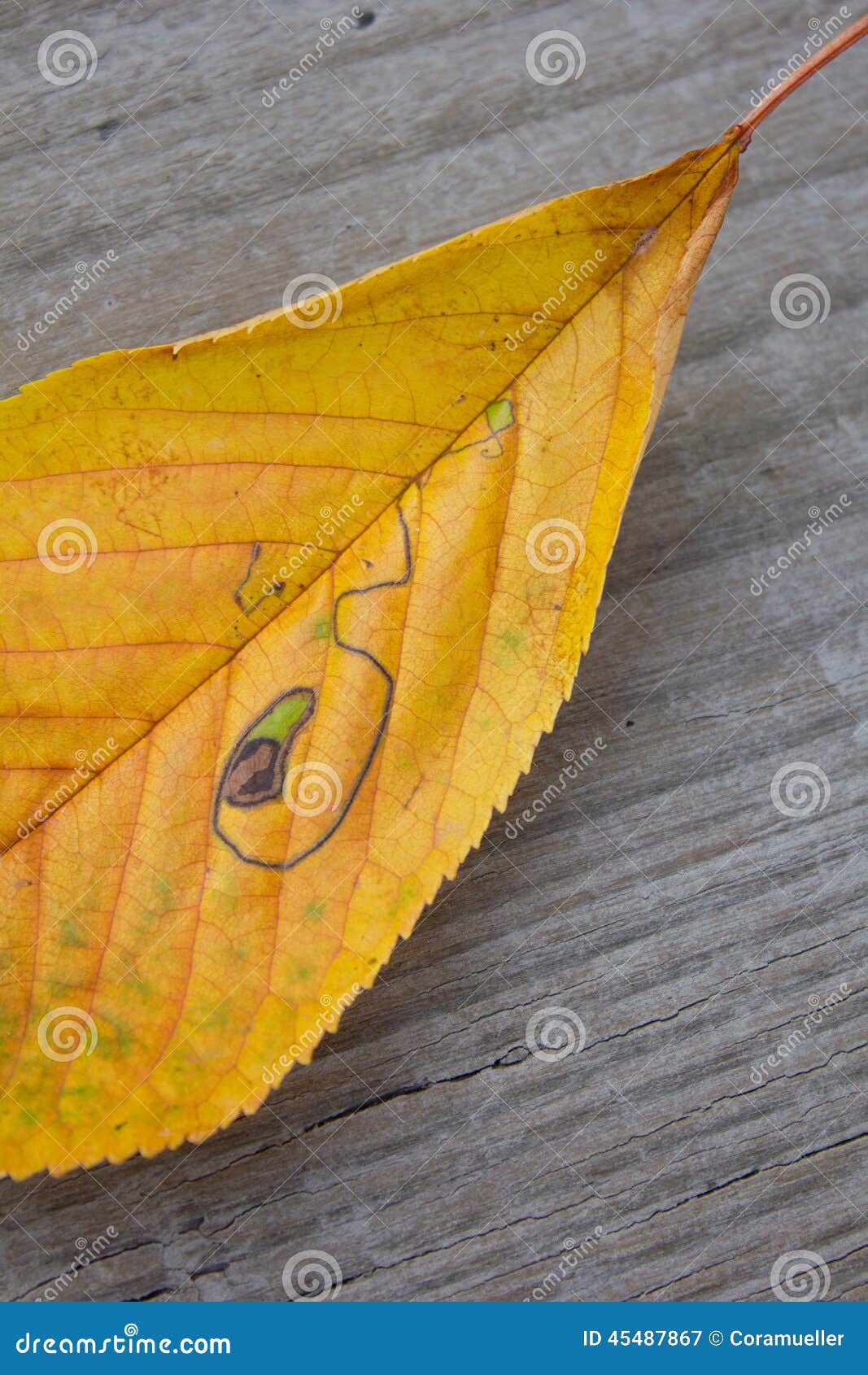 Whim of nature stock image. Image of drawing, randomly - 45487867