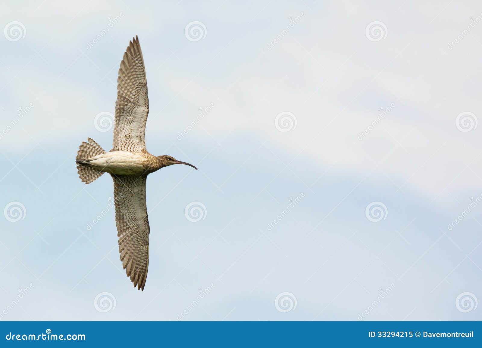 Whimbrel in Flight stock image. Image of wings, crying - 33294215
