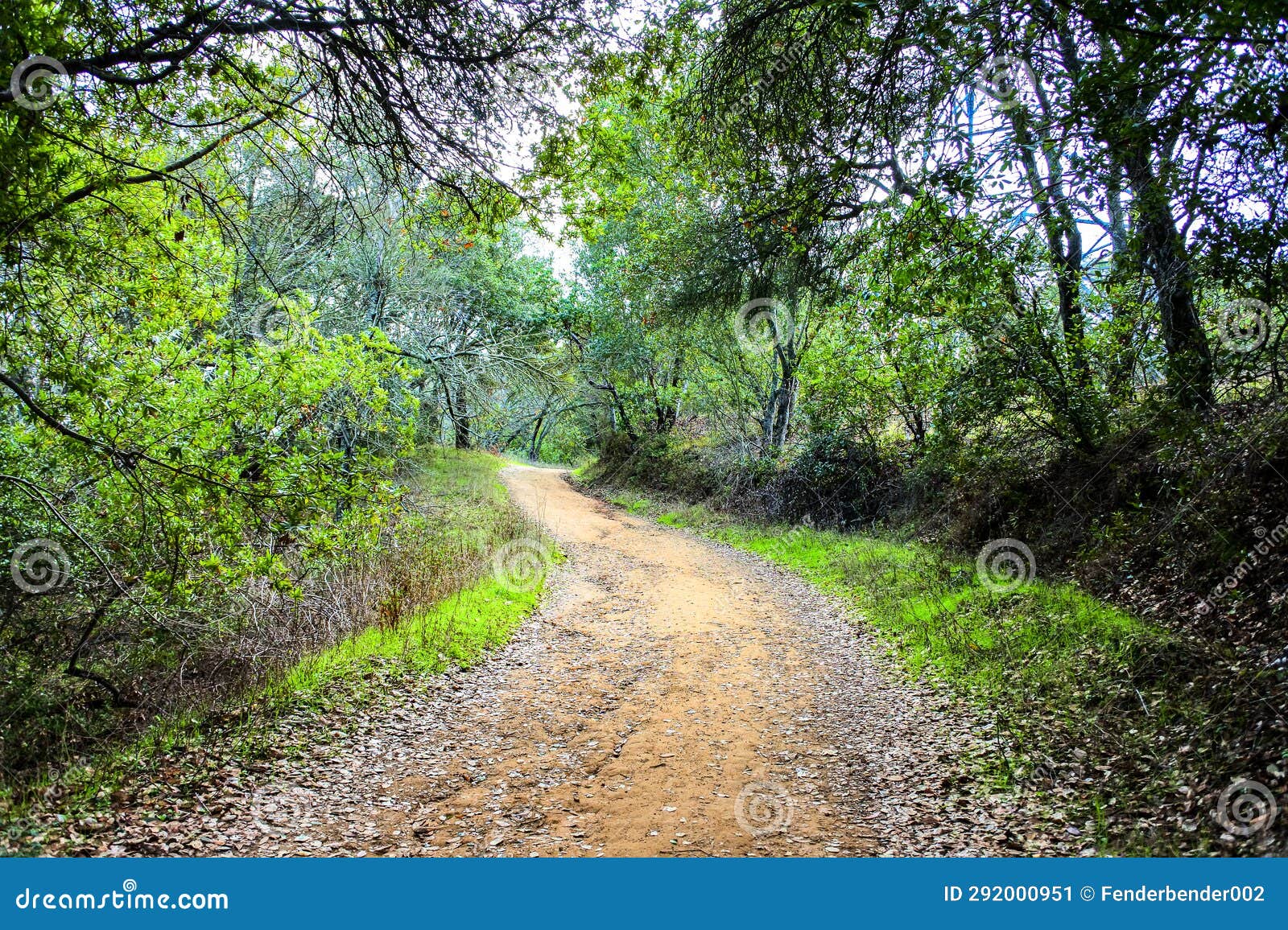 Whimsical Curving Hiking Trail in Forest Stock Image - Image of plant ...