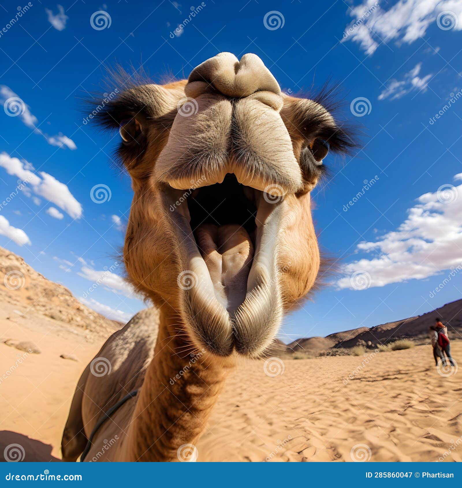 Camel Comedy: Hilarious Close-Up of Big Lips Stock Illustration ...