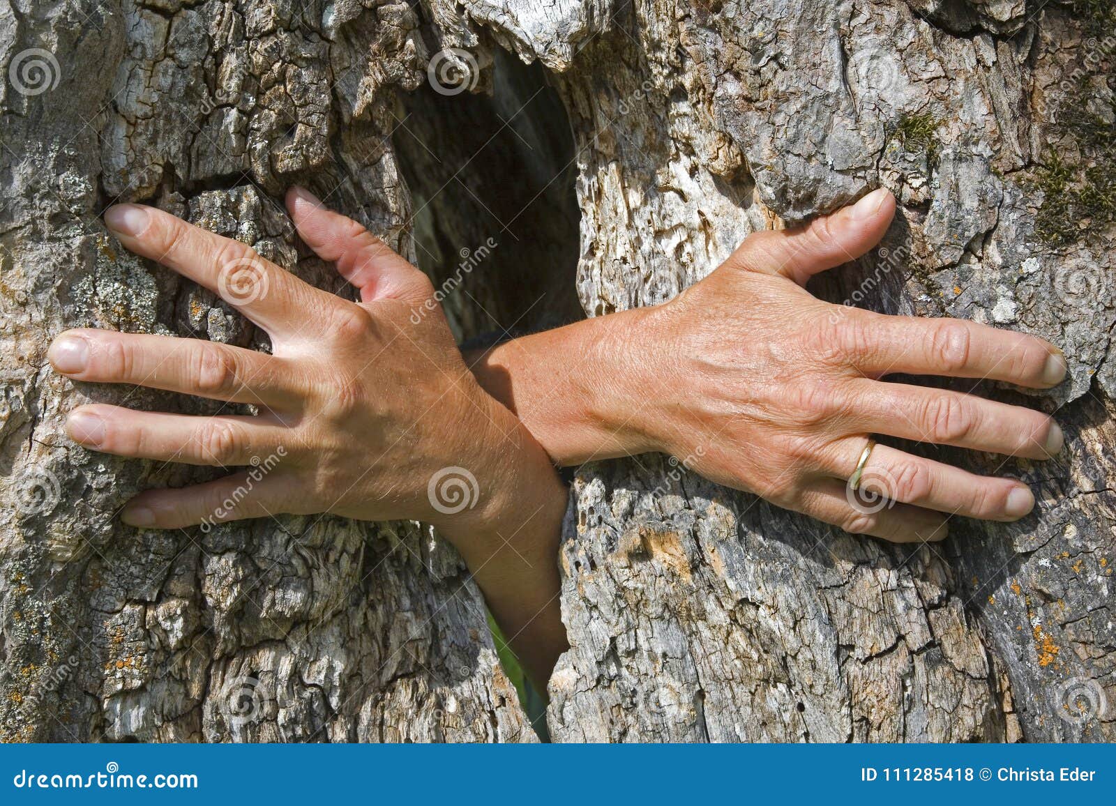Ghost Hands Growing Out of a Tree Stock Photo - Image of ring, creepy ...