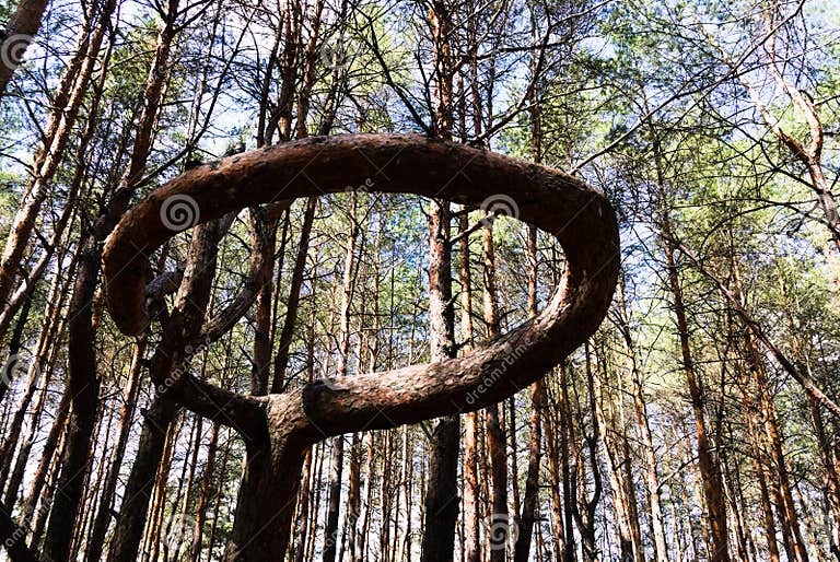 A whimsical pine tree stock photo. Image of high, nature - 217302658