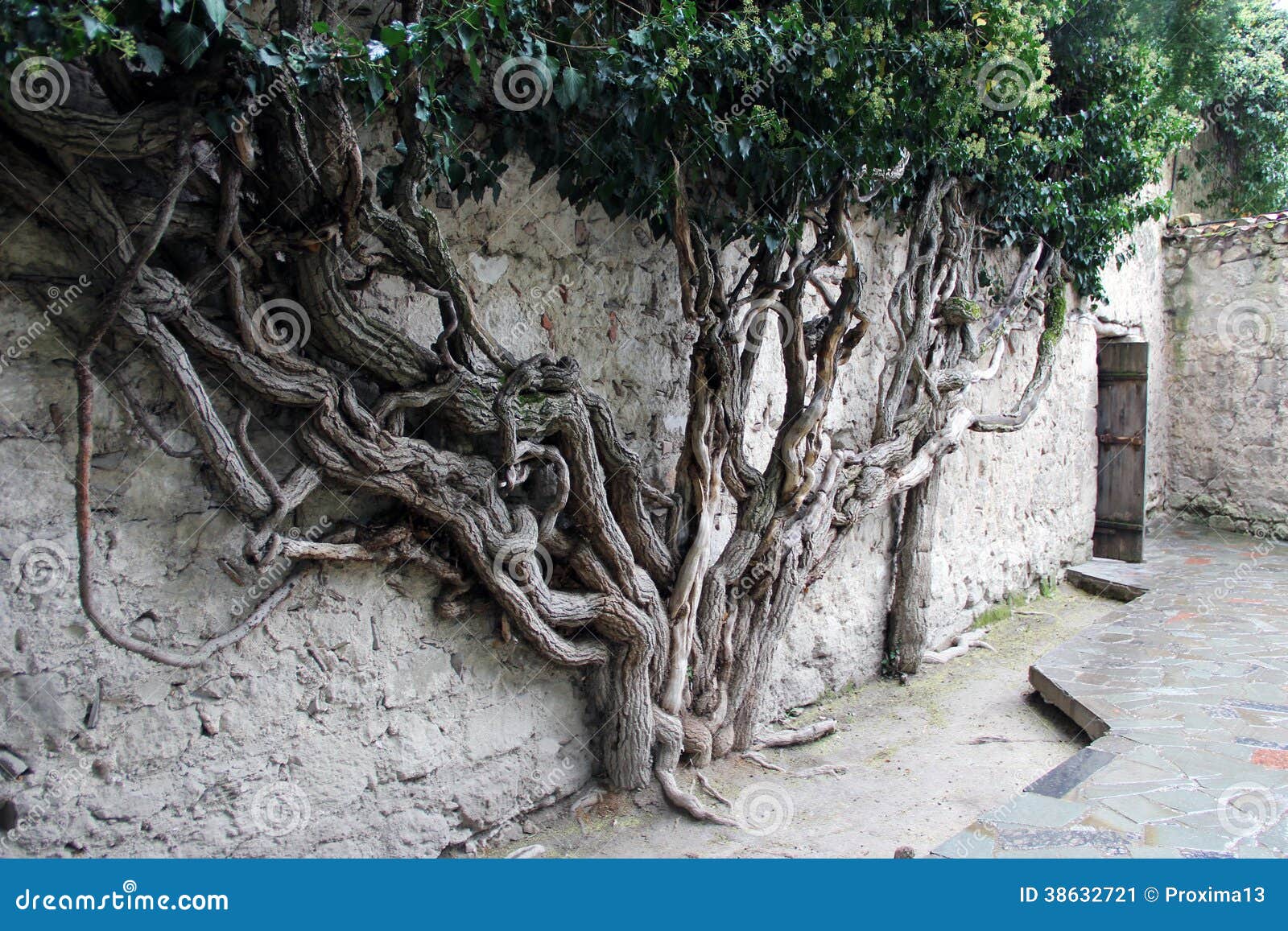 Whimsical Tree with Multiple Trunks Stock Image - Image of trunks ...