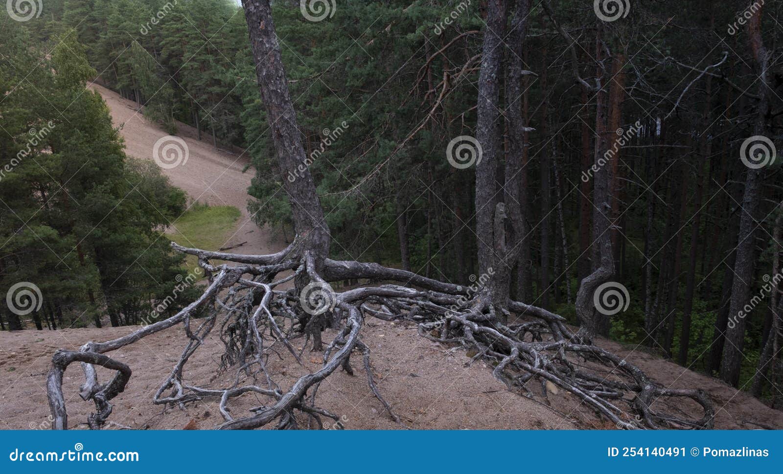 Dry Roots Of Pine Tree On The Shore Of The Autumn Lake With The Leaves ...