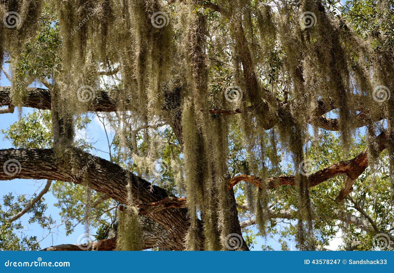 Whimsical Trees stock image. Image of hanging, blue, cypress - 43578247