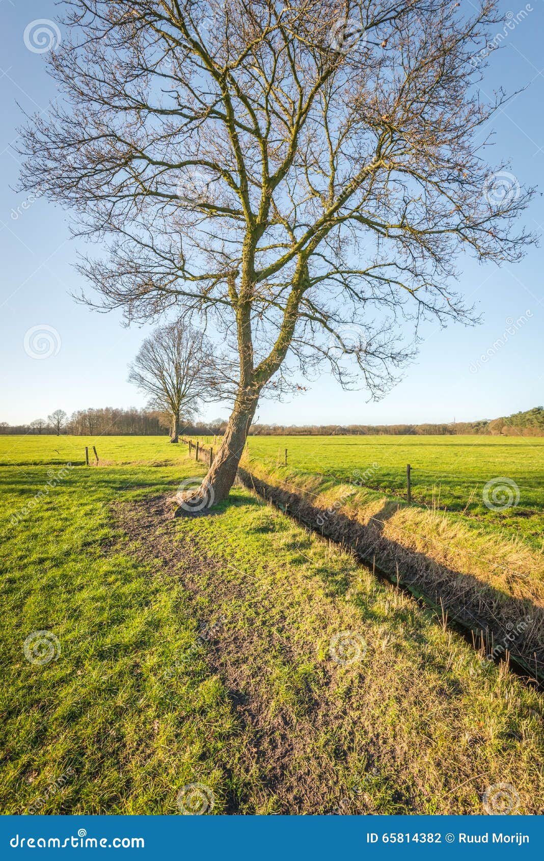 Whimsically Shaped Crooked Tree in the Wintry Sunlight Stock Photo ...