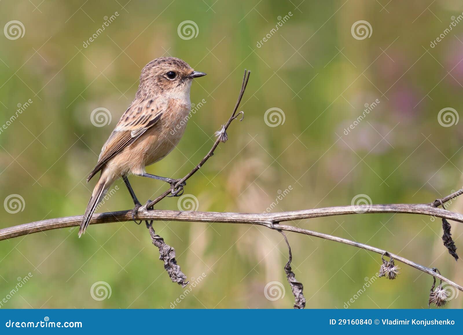 Whinchat stock photo. Image of sunlight, whinchat, animals - 29160840