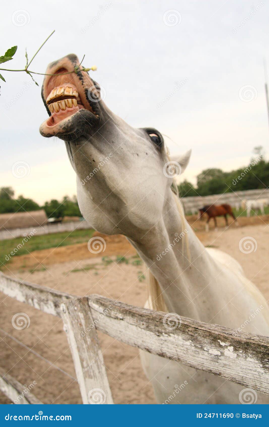 Whinny stock photo. Image of artistic, domestic, look - 24711690