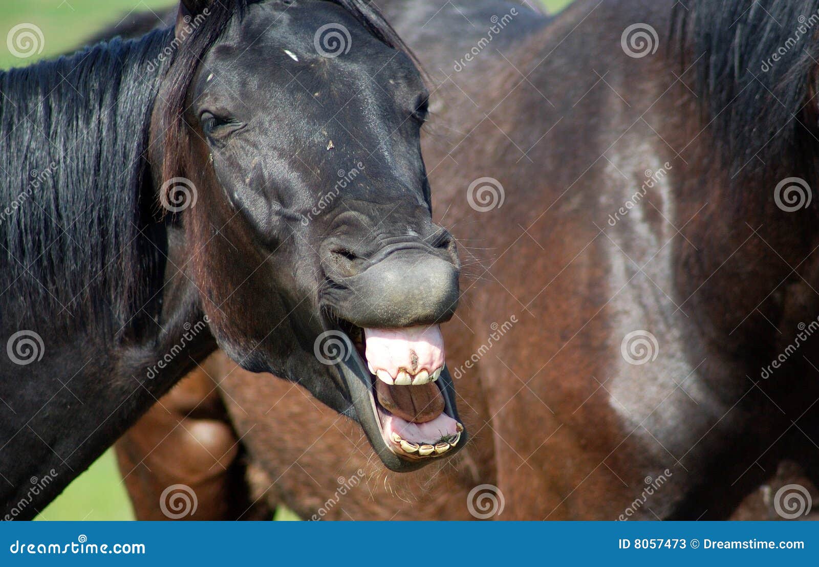 Whinnying Horse stock image. Image of stallion, horse - 8057473