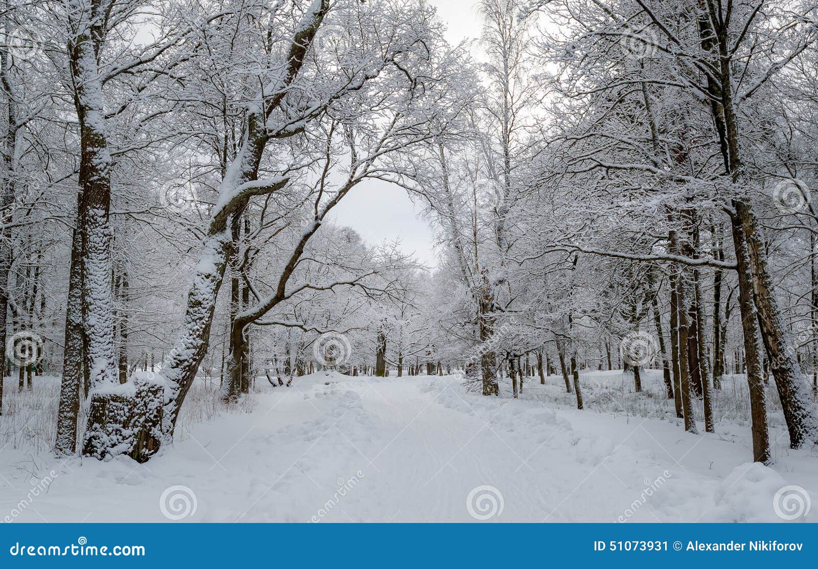 Whinter park stock image. Image of country, nature, fresh - 51073931