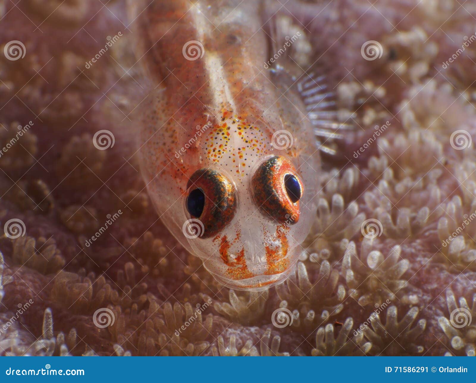 Whip coral goby stock image. Image of life, travel, island - 71586291