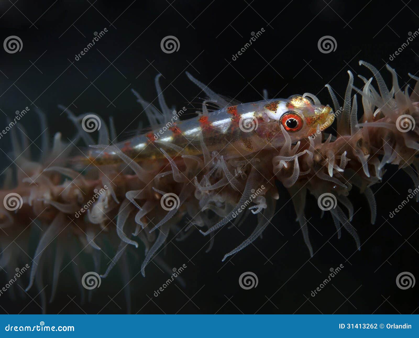 Whip coral goby stock photo. Image of goby, exotic, reef - 31413262