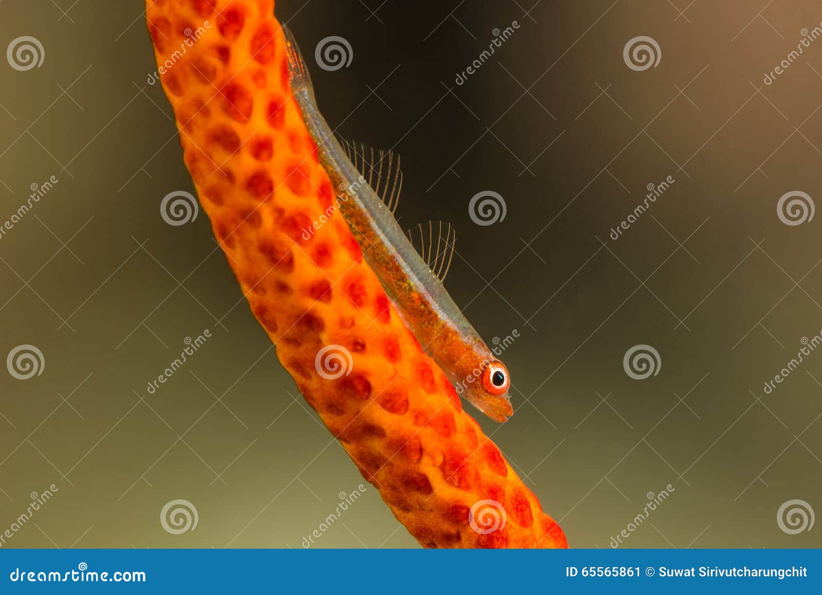 Whip Goby on Gorgonian Coral Stock Image - Image of reef, gorgonian ...