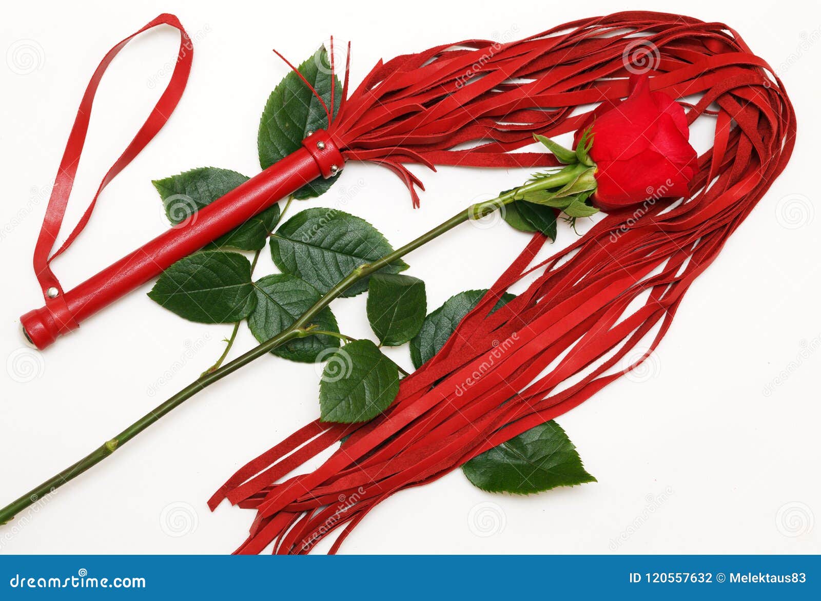 Whip and a rose stock photo. Image of equipment, sensuality - 120557632