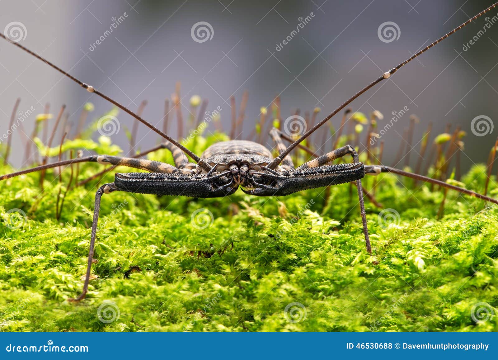 Whip Scorpion (amblypygi) stock photo. Image of organism - 46530688