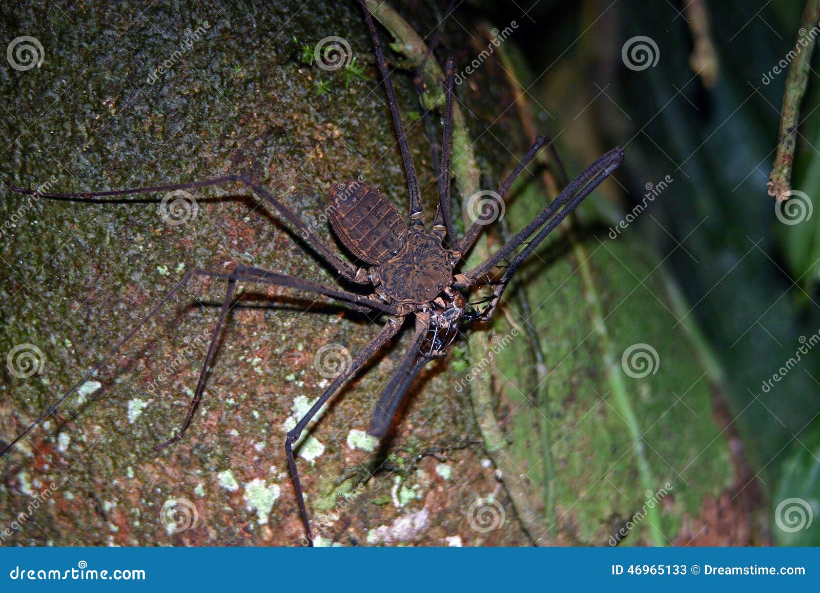 Whip spider stock image. Image of tailless, scary, spider - 46965133
