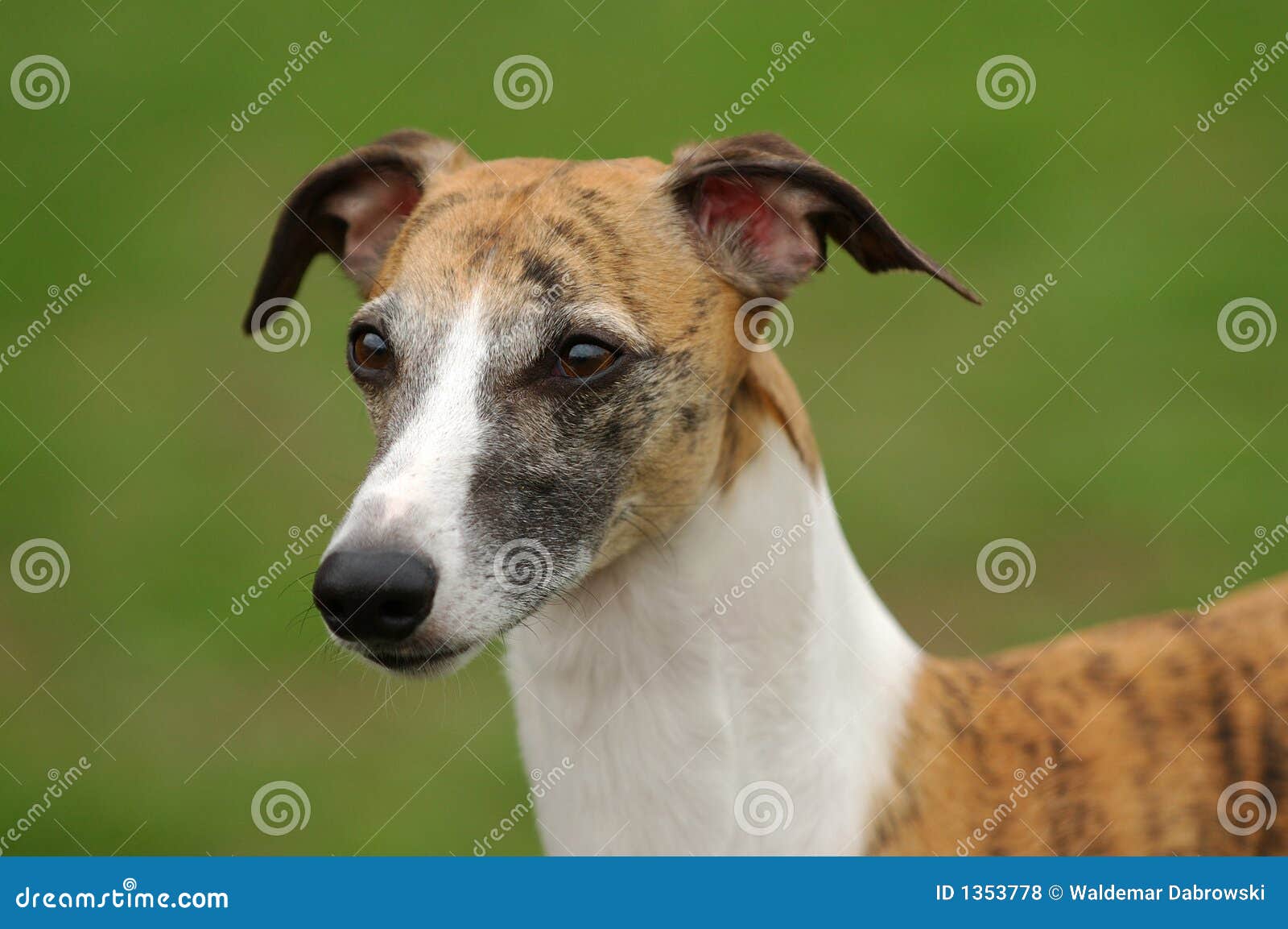 Whippet stock photo. Image of greyhound, fast, grass, sleek - 1353778