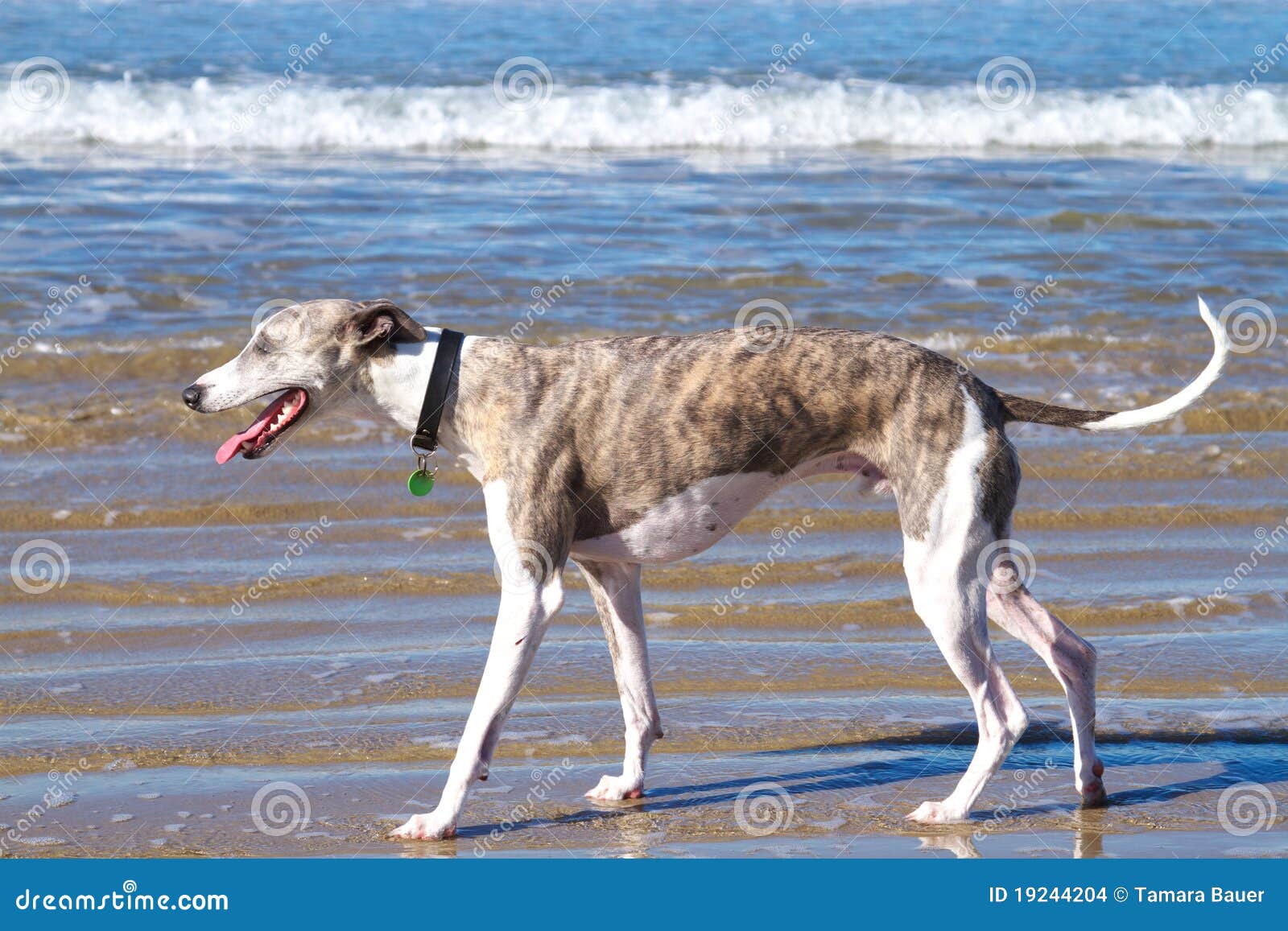 Whippet stock photo. Image of beach, outdoor, freedom - 19244204