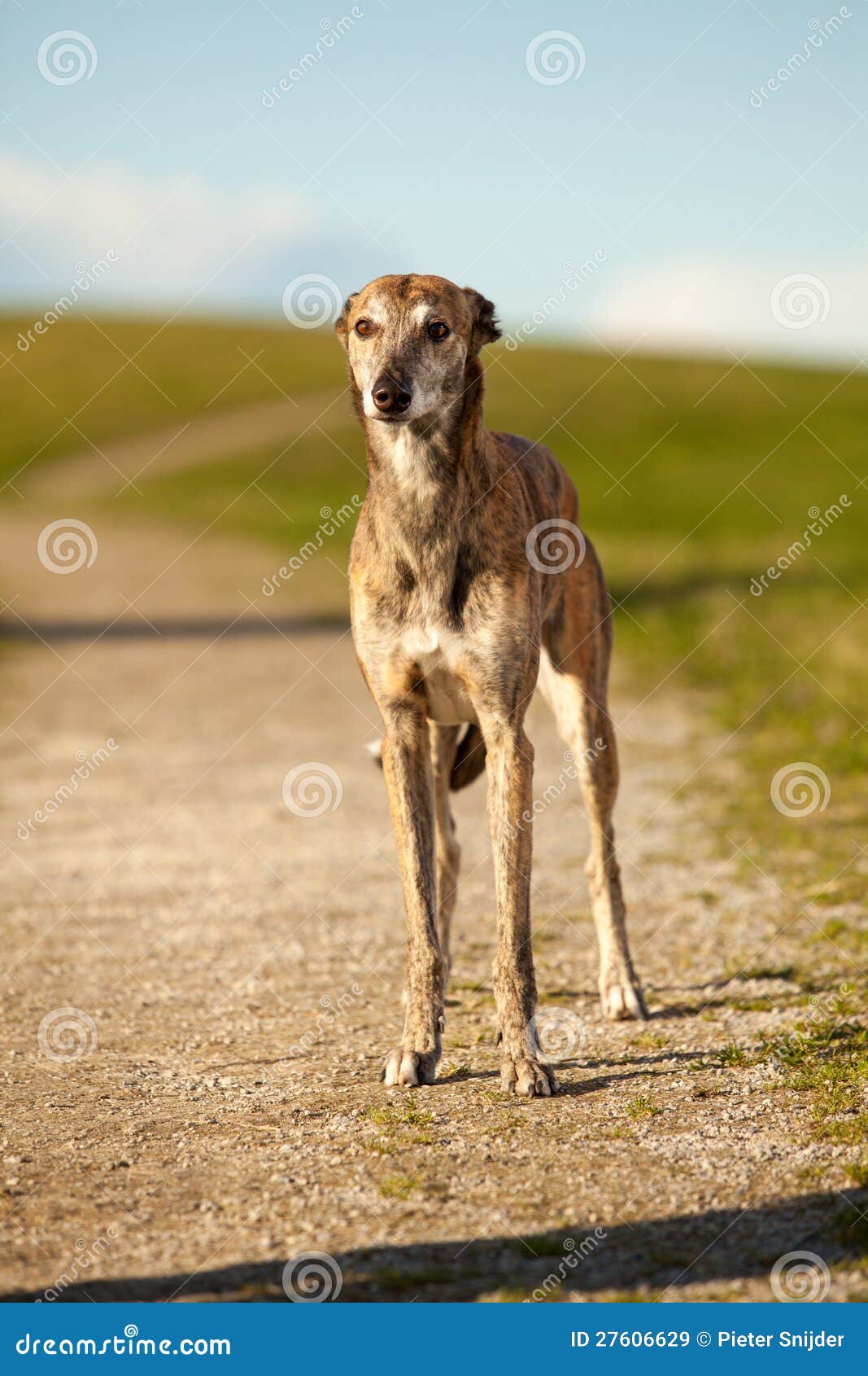 Whippet stock image. Image of mammal, outdoors, selective - 27606629