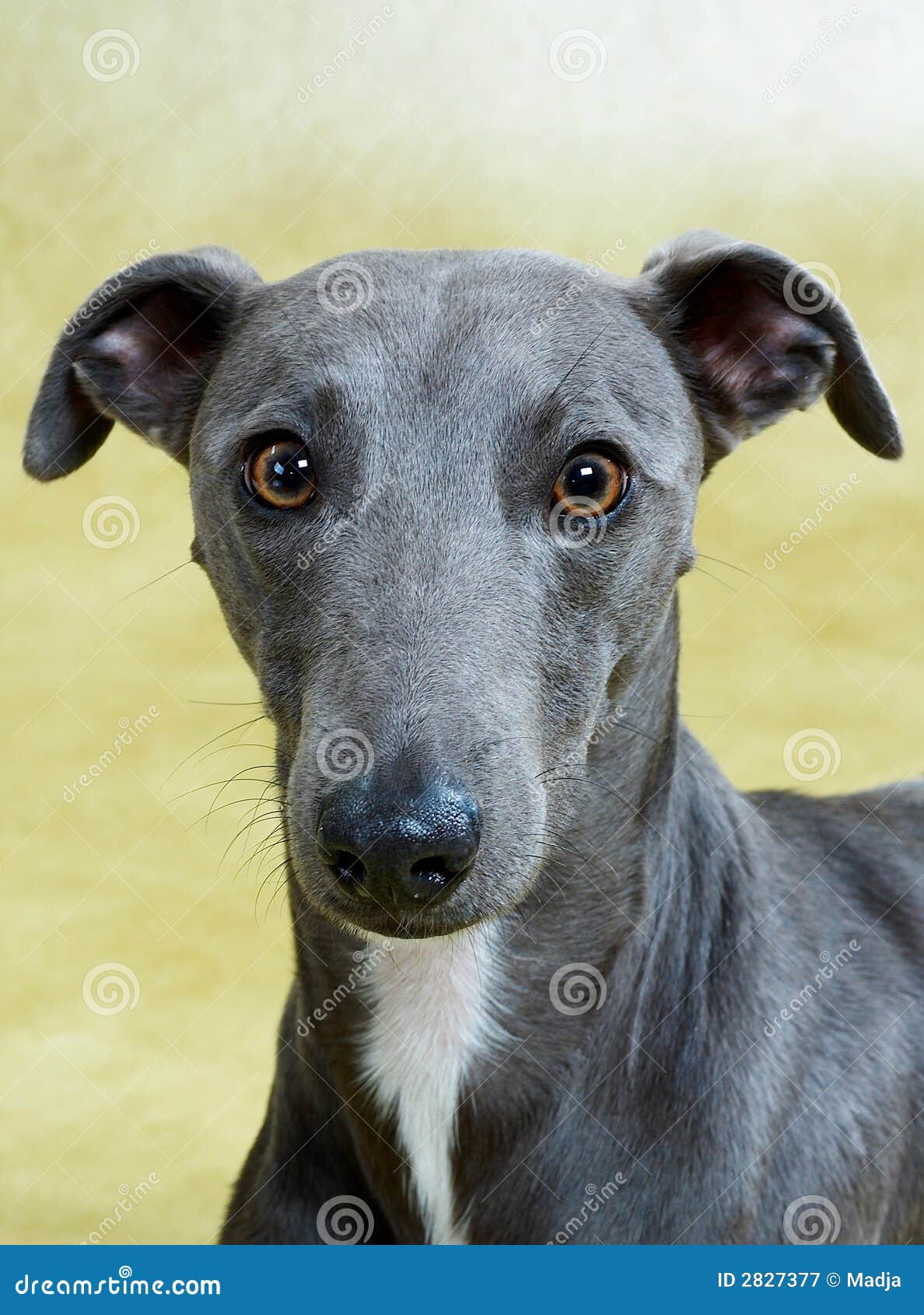 Whippet stock image. Image of race, isolated, veterinary - 2827377