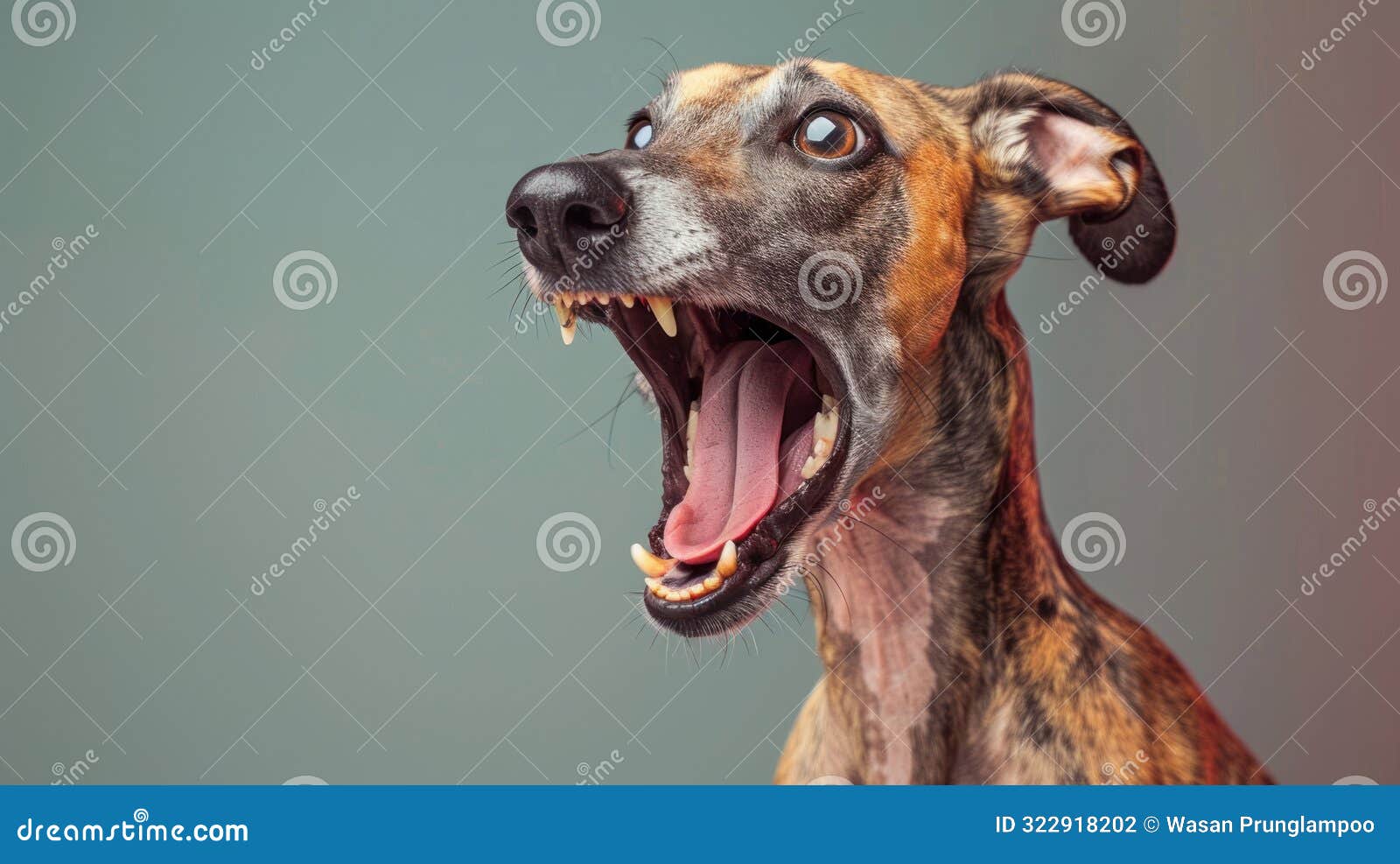 Whippet, Angry Dog Baring Its Teeth, Studio Lighting Pastel Background ...