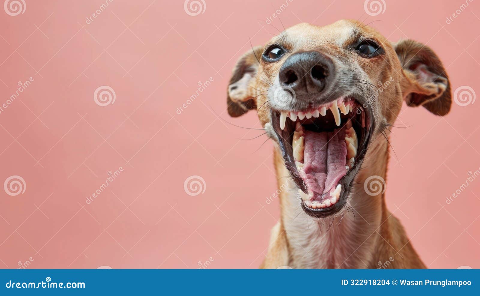 Whippet, Angry Dog Baring Its Teeth, Studio Lighting Pastel Background ...