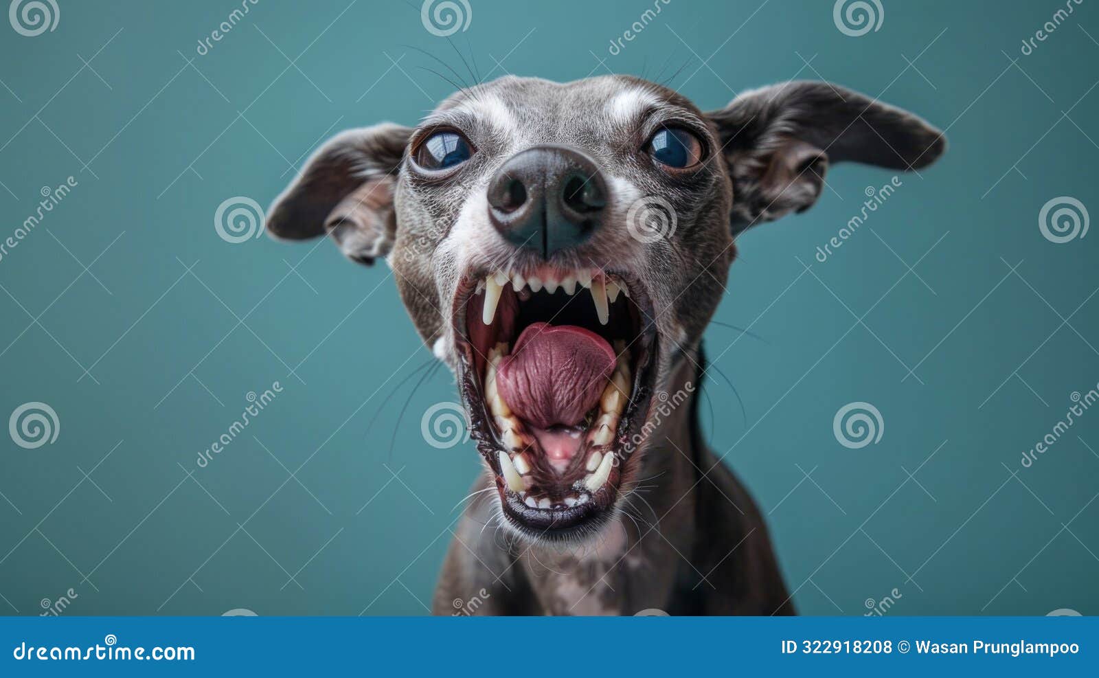 Whippet, Angry Dog Baring Its Teeth, Studio Lighting Pastel Background ...