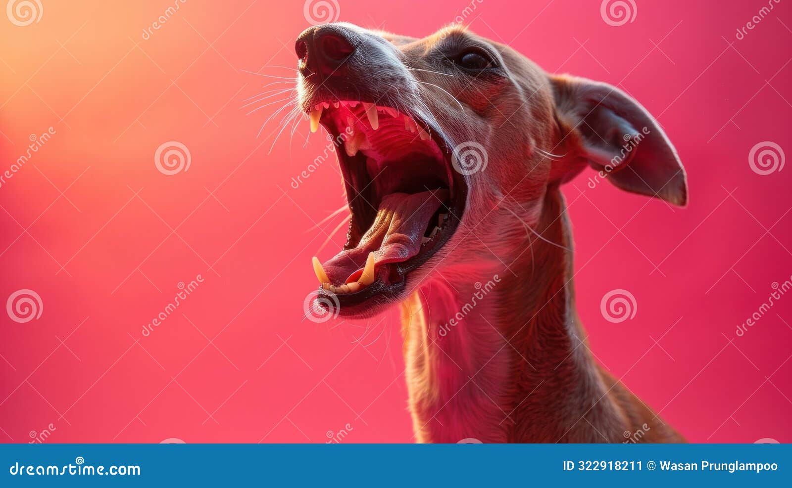 Whippet, Angry Dog Baring Its Teeth, Studio Lighting Pastel Background ...