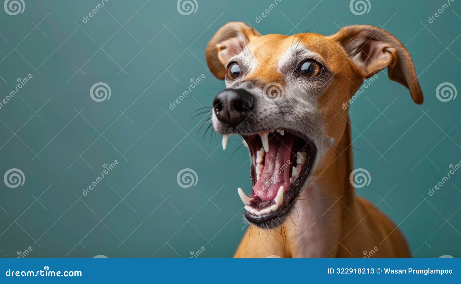 Whippet, Angry Dog Baring Its Teeth, Studio Lighting Pastel Background ...