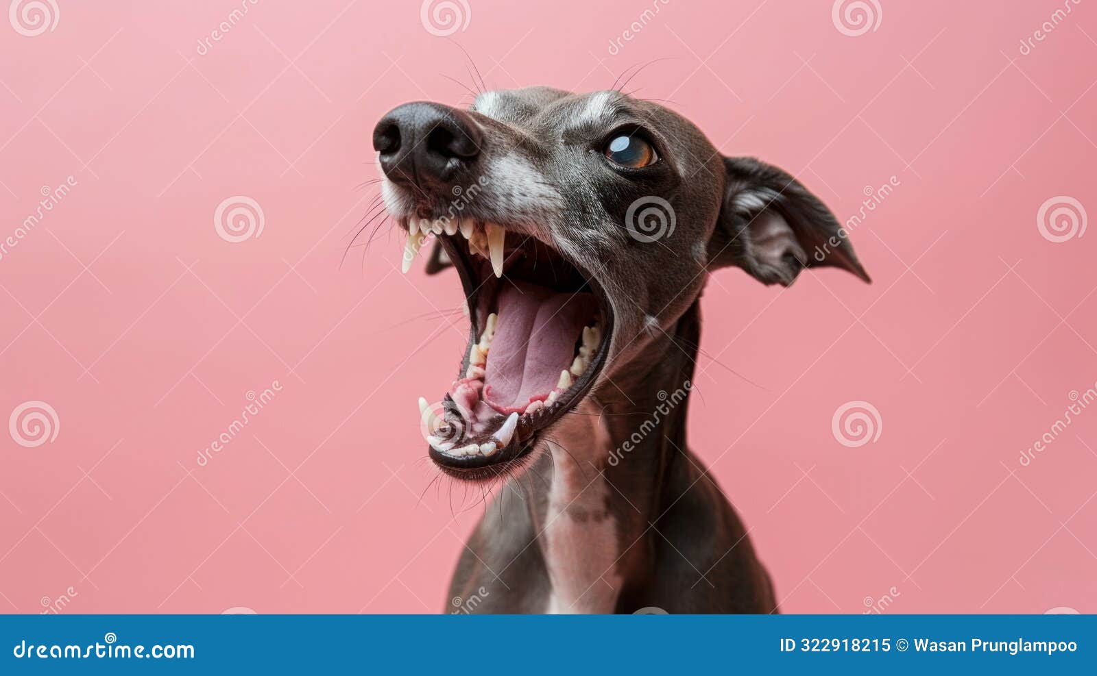 Whippet, Angry Dog Baring Its Teeth, Studio Lighting Pastel Background ...