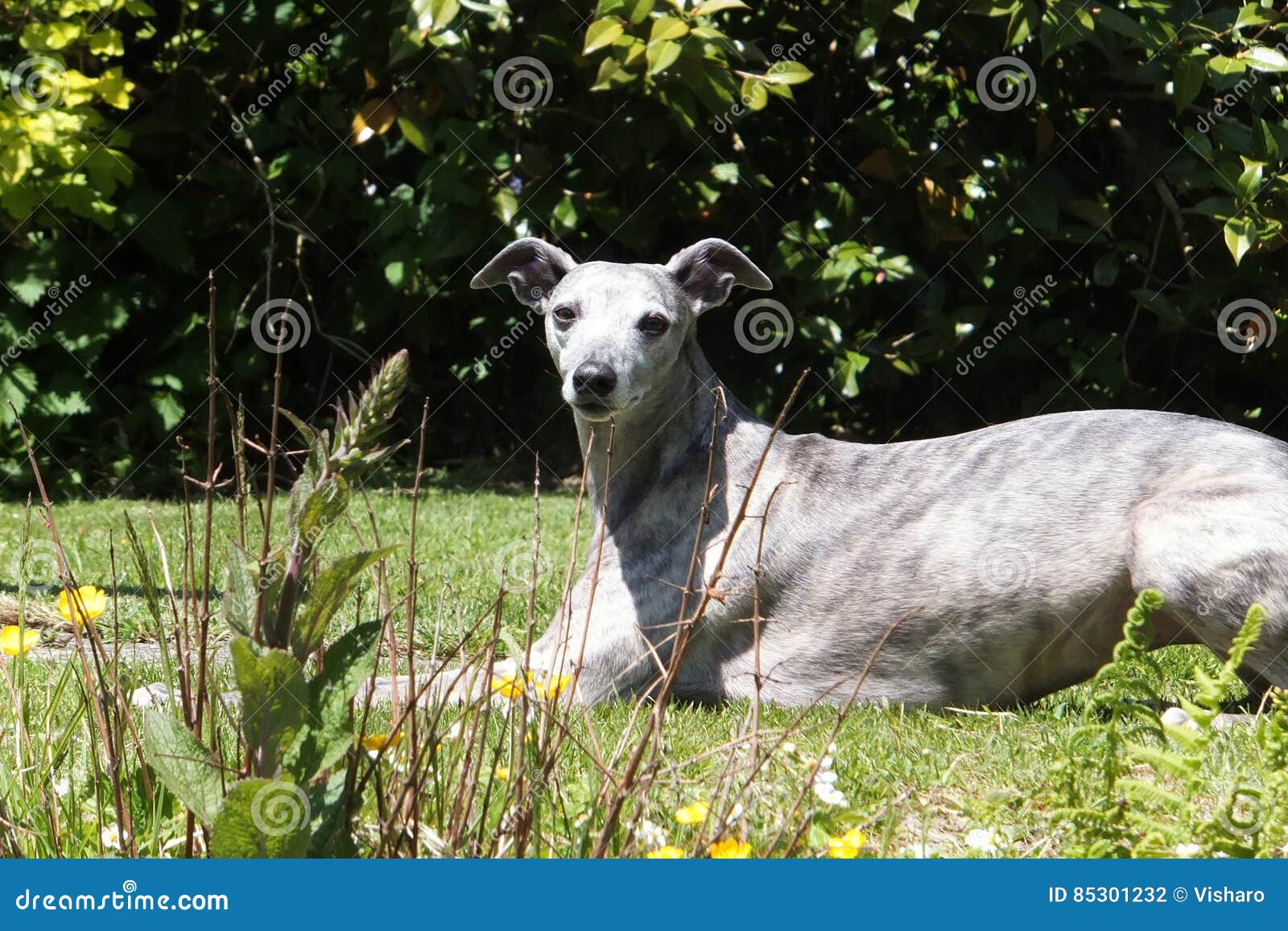 Whippet stock photo. Image of ears, racing, sighthound - 85301232
