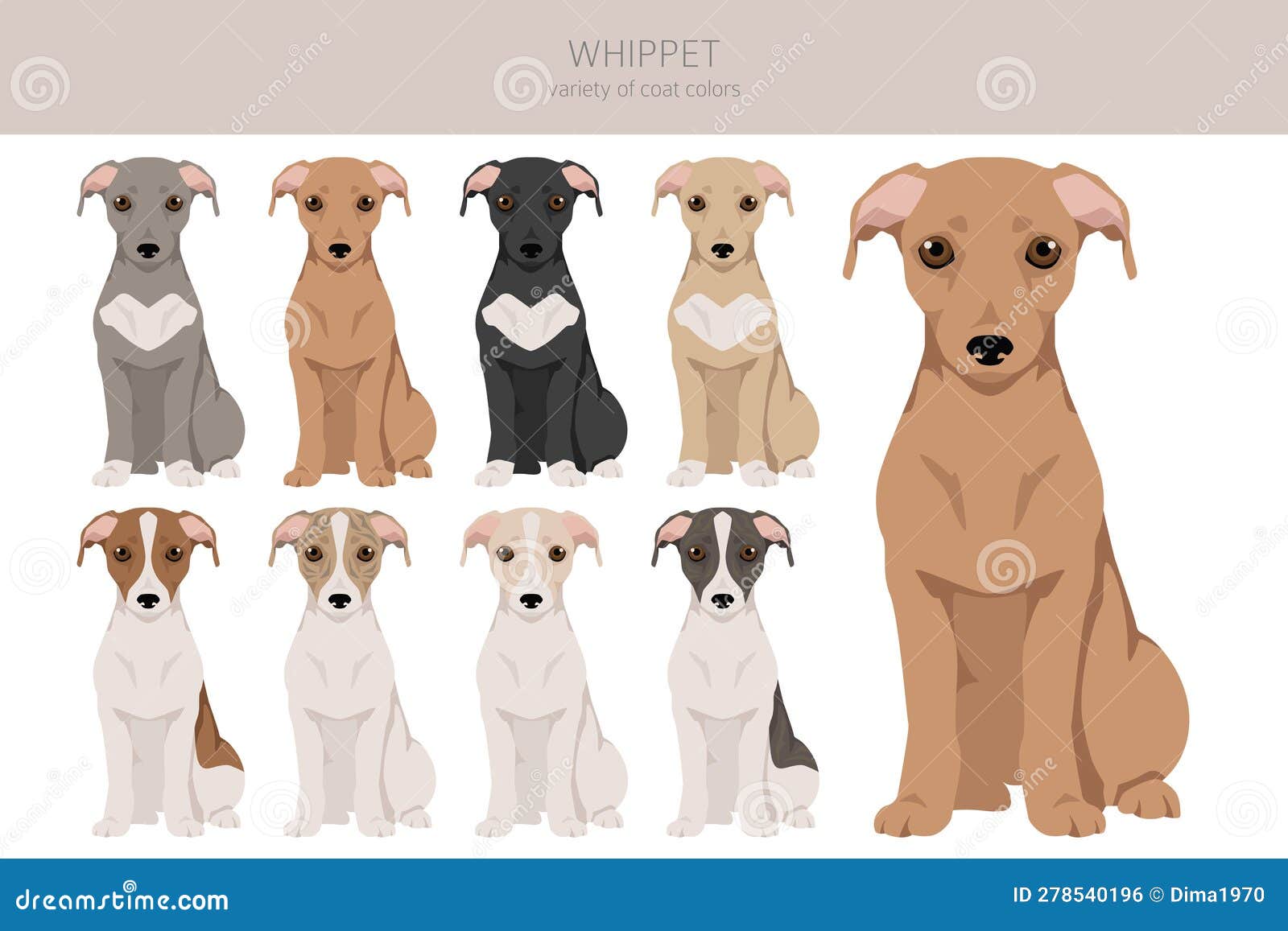 Whippet Clipart. Different Poses, Coat Colors Set Stock Vector ...