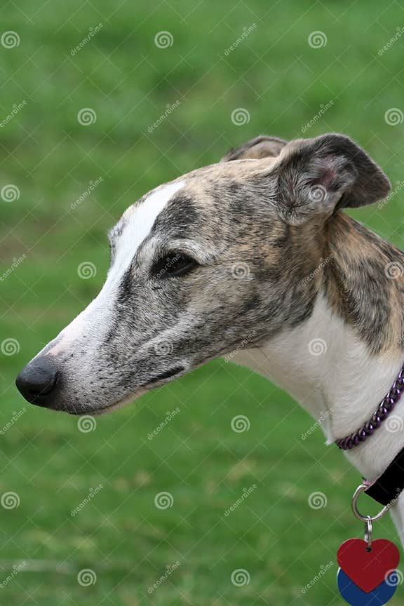 Whippet Close-Up stock photo. Image of grass, nose, mammals - 751128