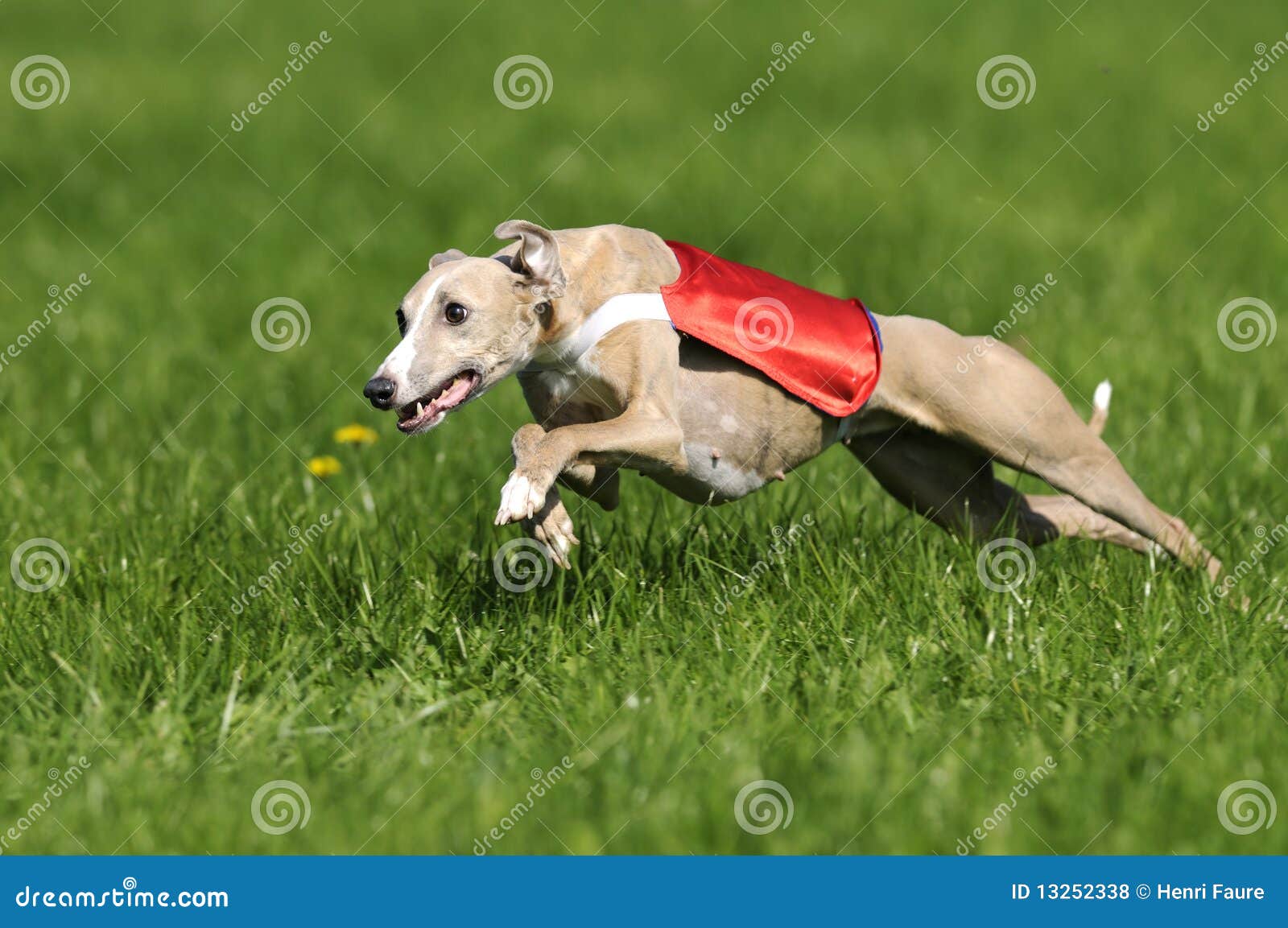 Whippet coursing stock photo. Image of whippet, coursing - 13252338