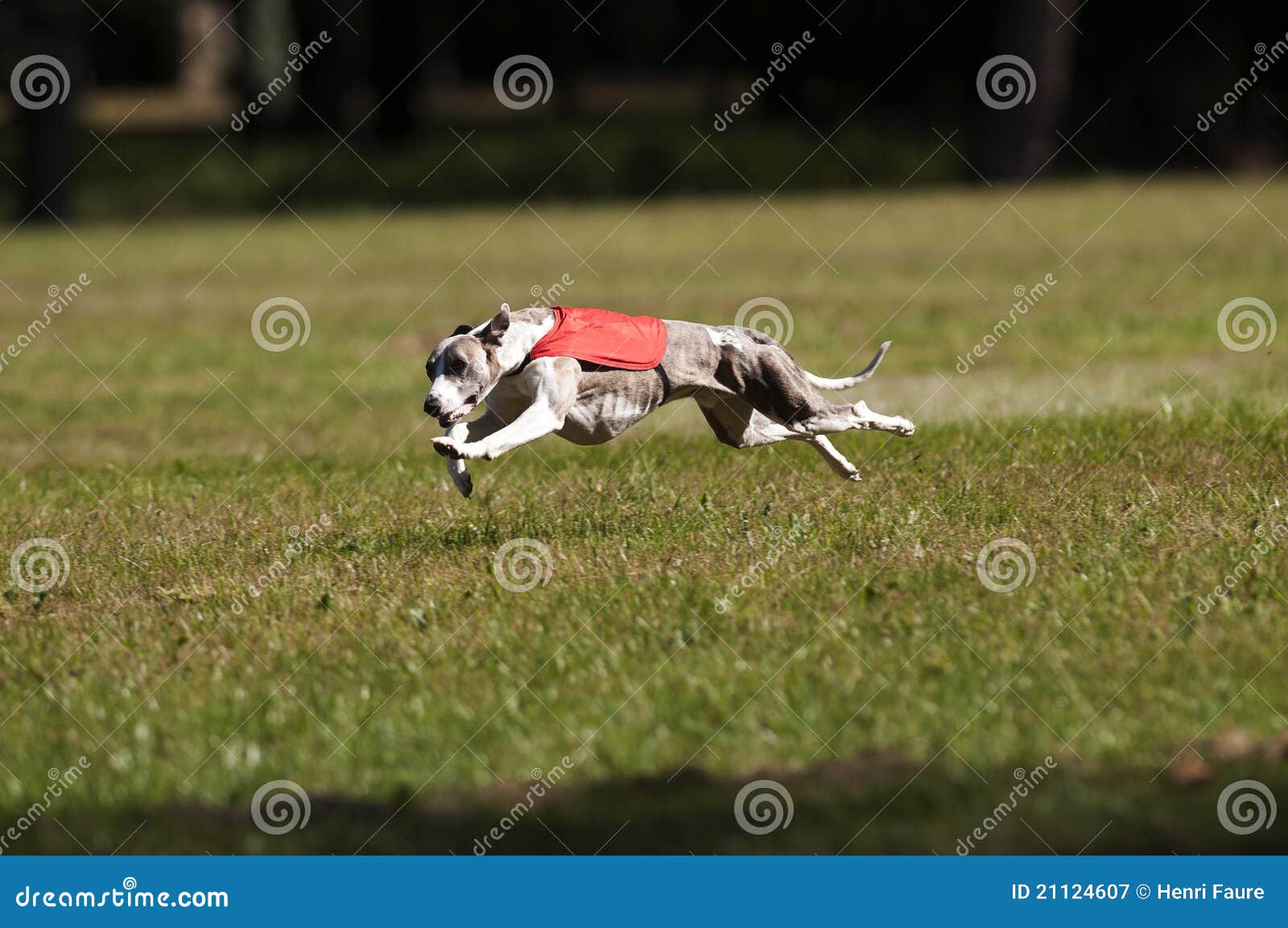 Whippet coursing stock image. Image of sport, animal - 21124607